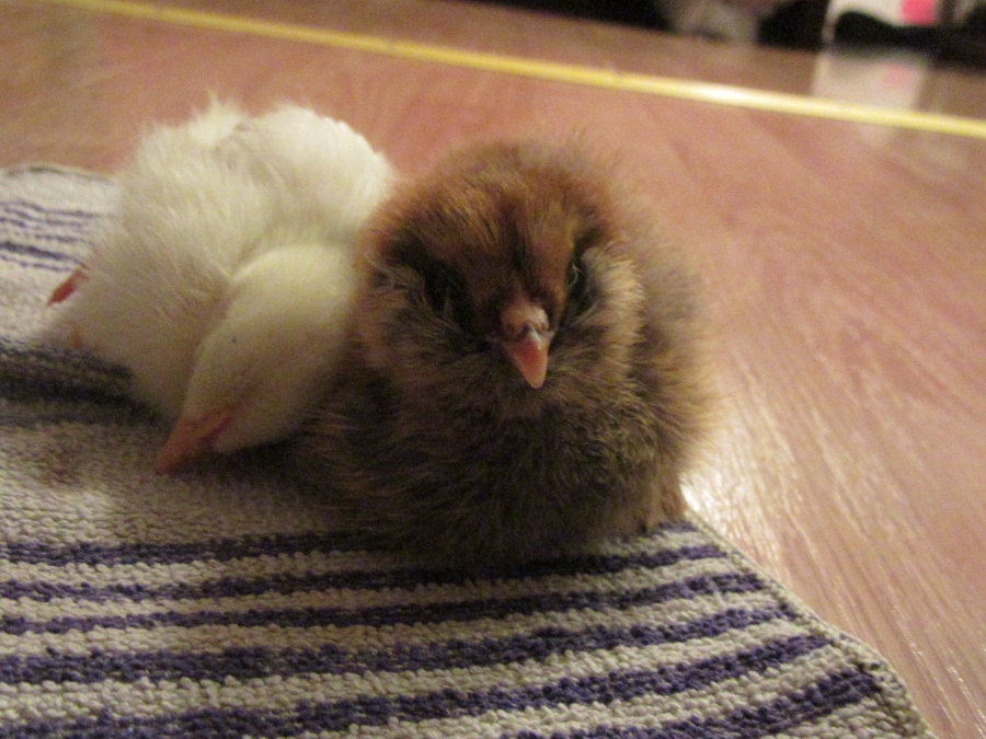 Fluffy cheeks! | BackYard Chickens - Learn How to Raise Chickens