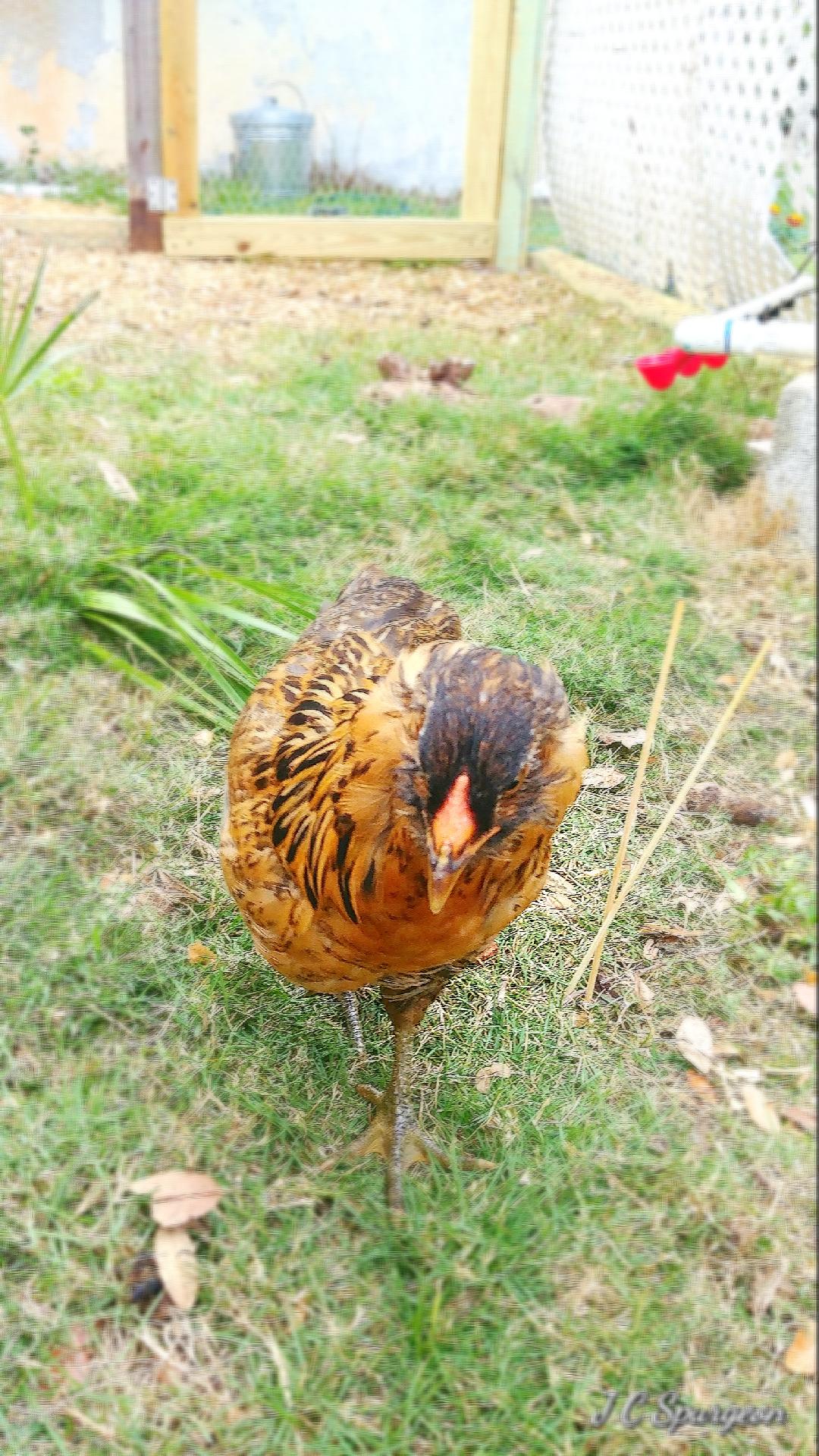 Fluffy Face Rocket | BackYard Chickens - Learn How to Raise Chickens