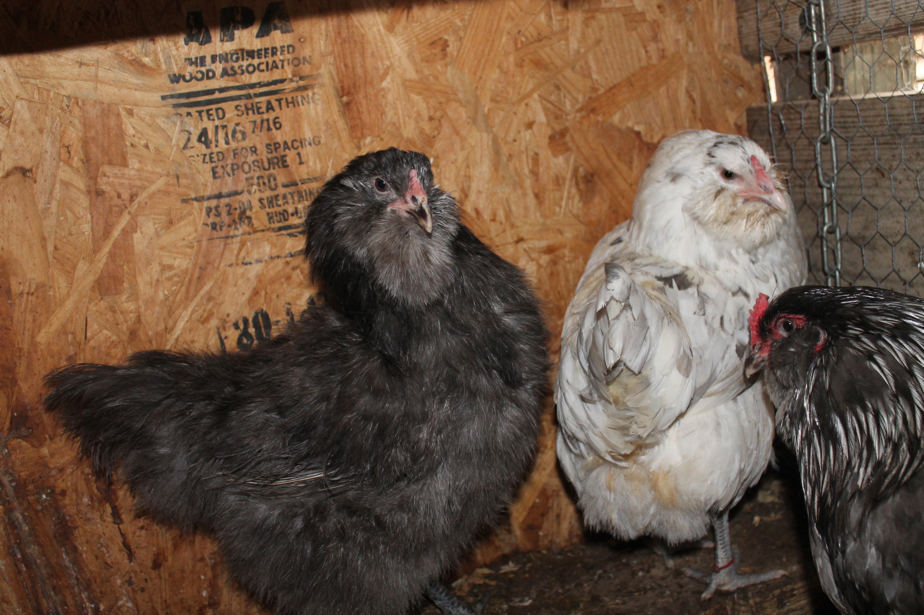 Fluffy hen and split splash | BackYard Chickens - Learn How to Raise ...