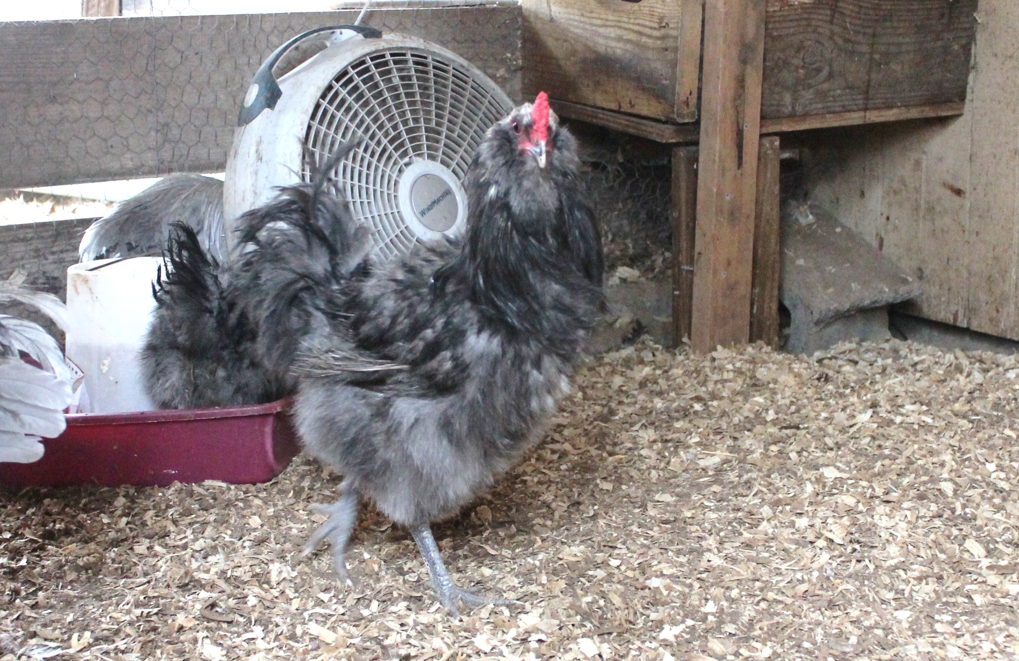 fluffy (silkied rooster) | BackYard Chickens - Learn How to Raise Chickens