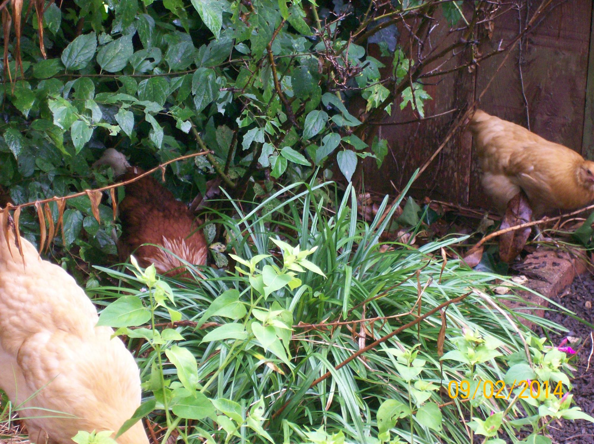 foraging | BackYard Chickens - Learn How to Raise Chickens