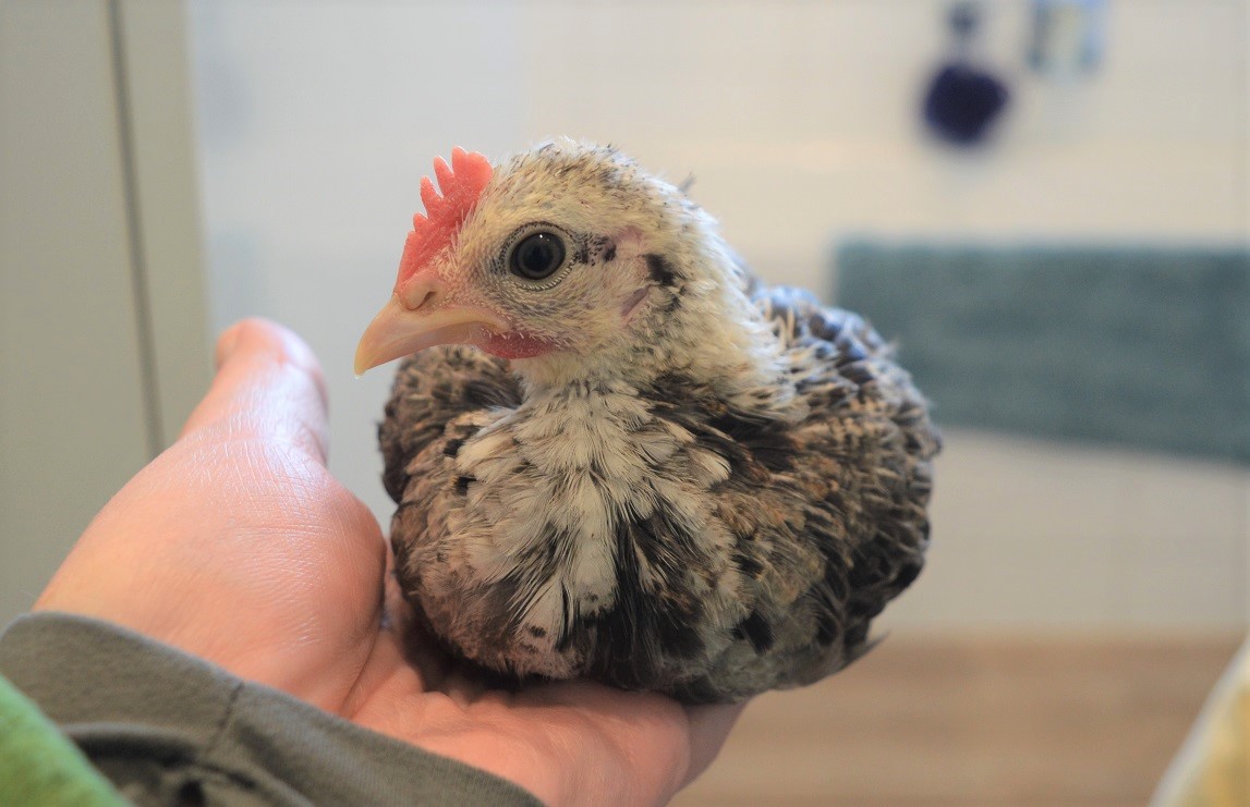 Fox 2.jpg | BackYard Chickens - Learn How to Raise Chickens