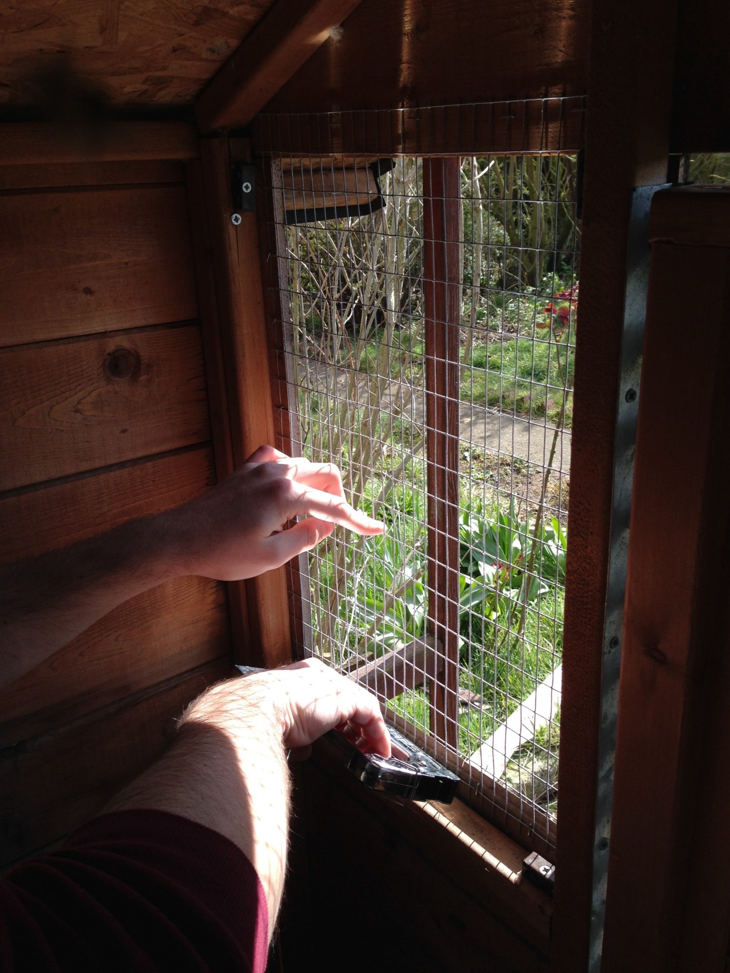 Fox proofing the windows | BackYard Chickens - Learn How to Raise Chickens