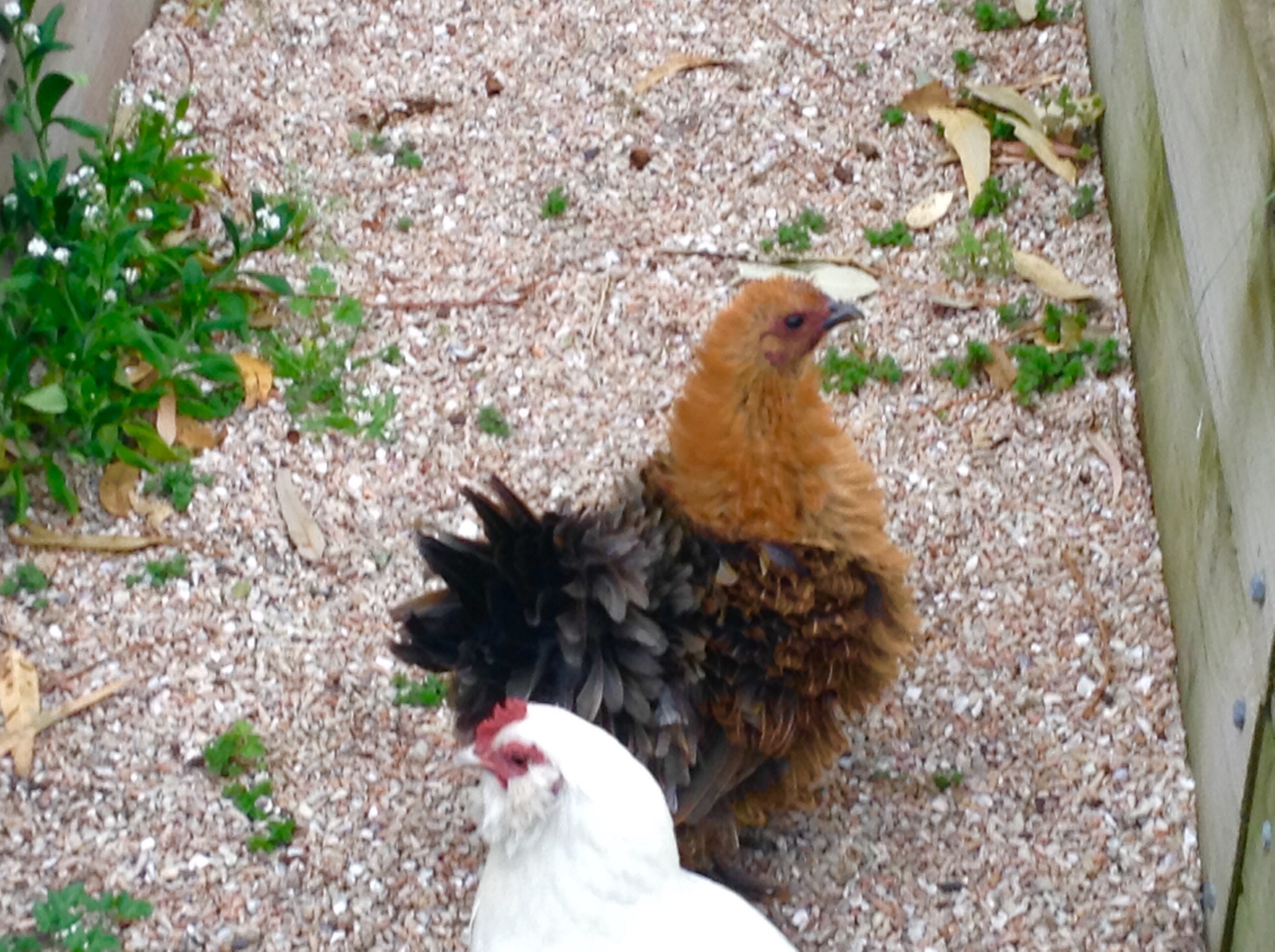 fraggle and yang | BackYard Chickens - Learn How to Raise Chickens