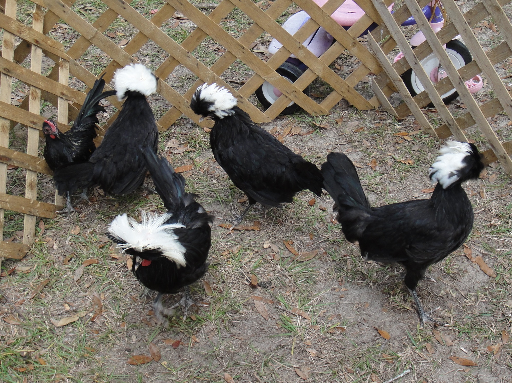 Fraggle Rock :)) | BackYard Chickens - Learn How to Raise Chickens