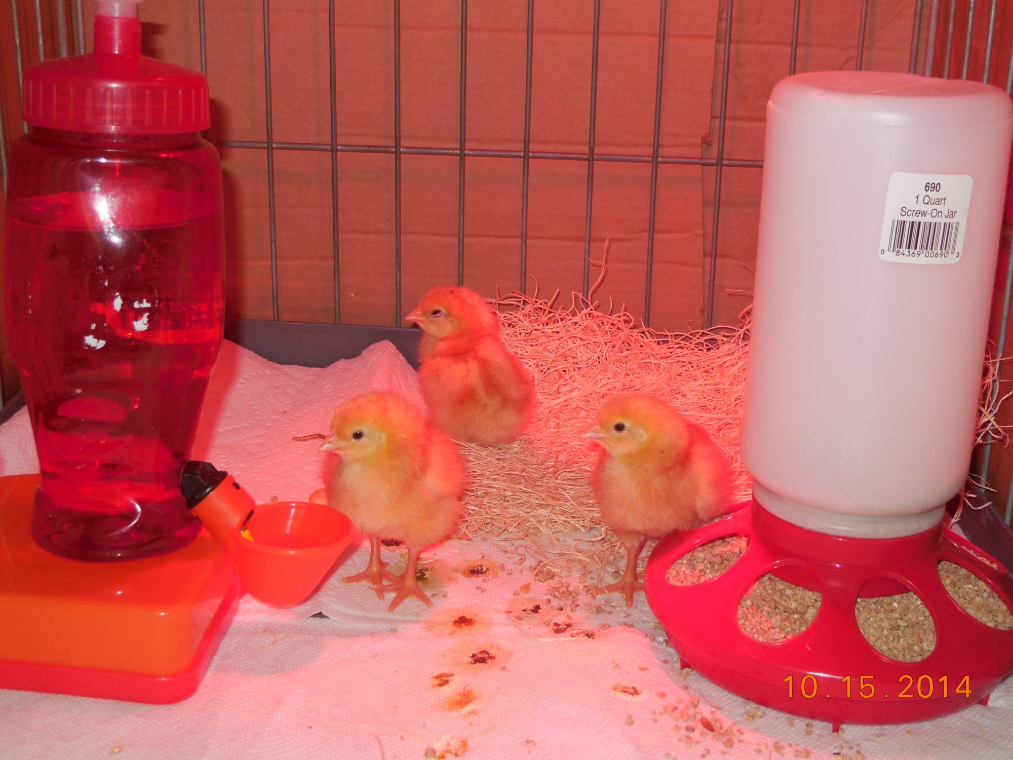 Freckles, Speckles and Dot | BackYard Chickens - Learn How to Raise ...