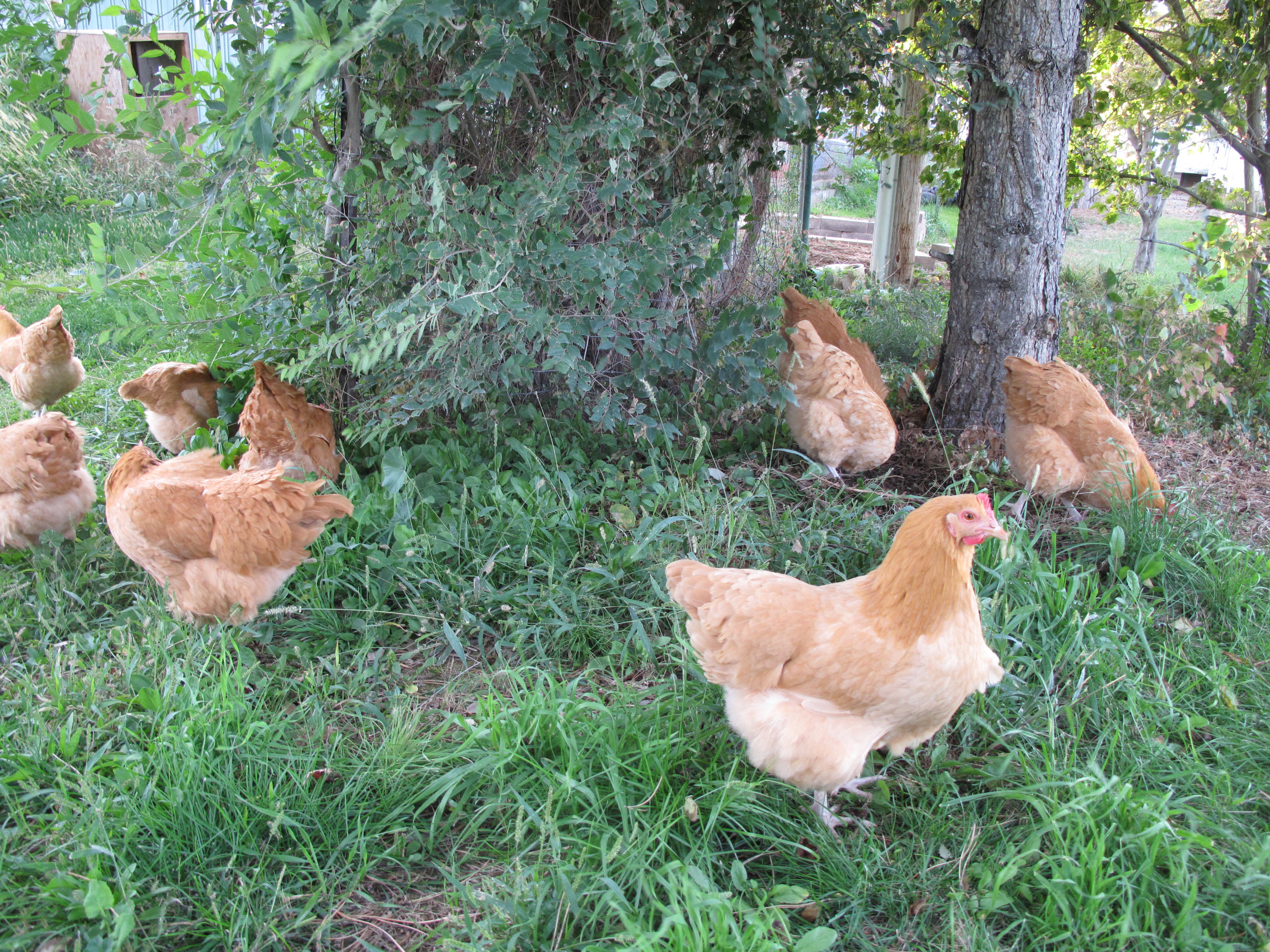 Free ranging. | BackYard Chickens - Learn How to Raise Chickens