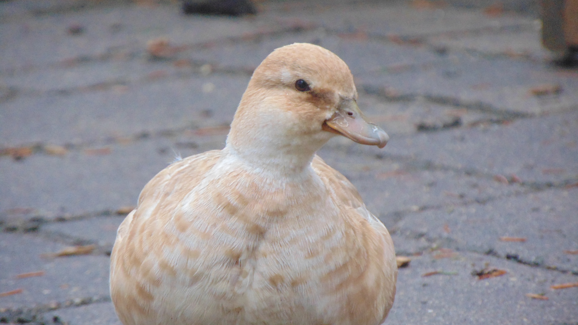 fsdf 007.JPG | BackYard Chickens - Learn How to Raise Chickens