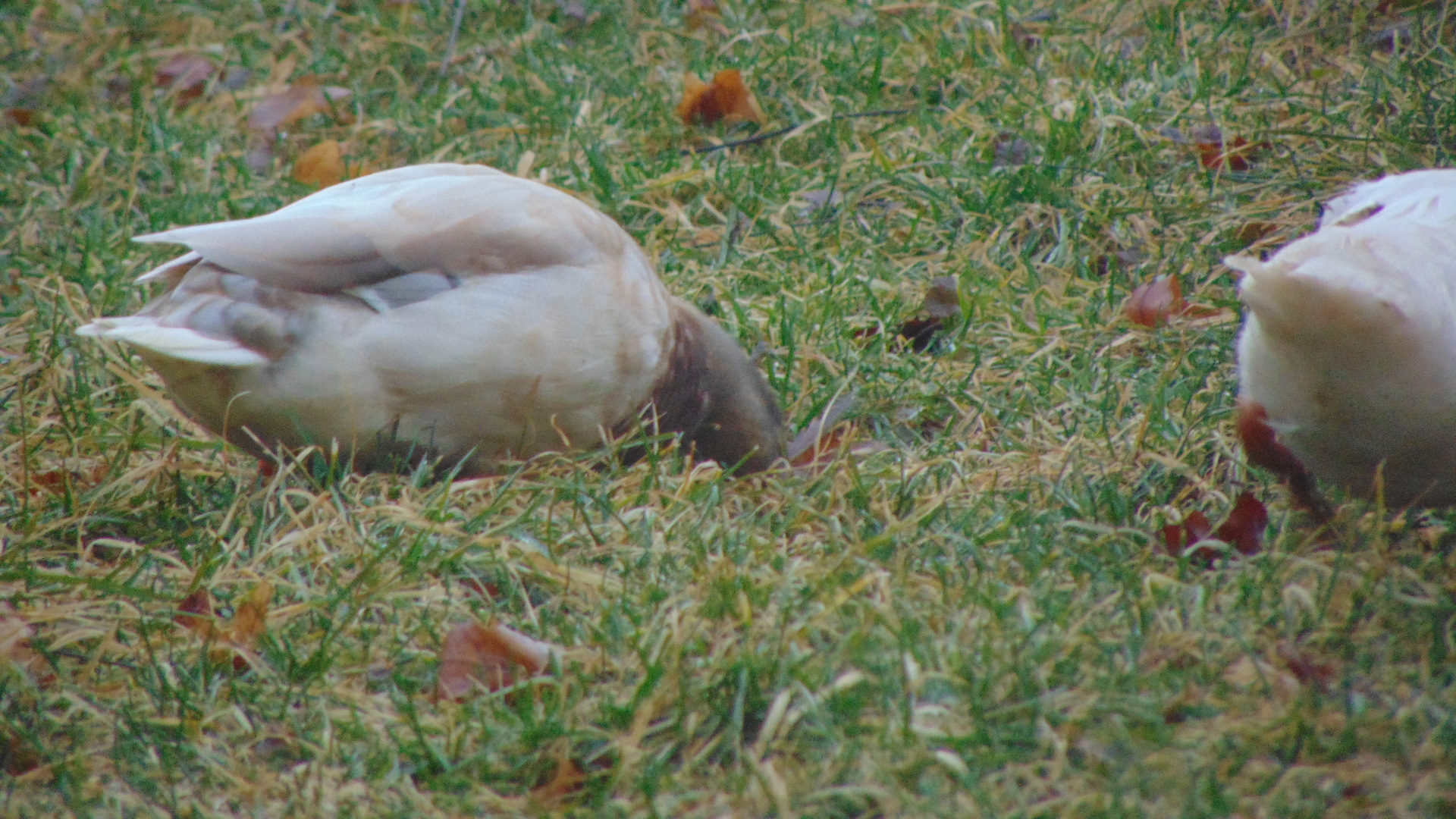 fsdf 018.JPG | BackYard Chickens - Learn How to Raise Chickens