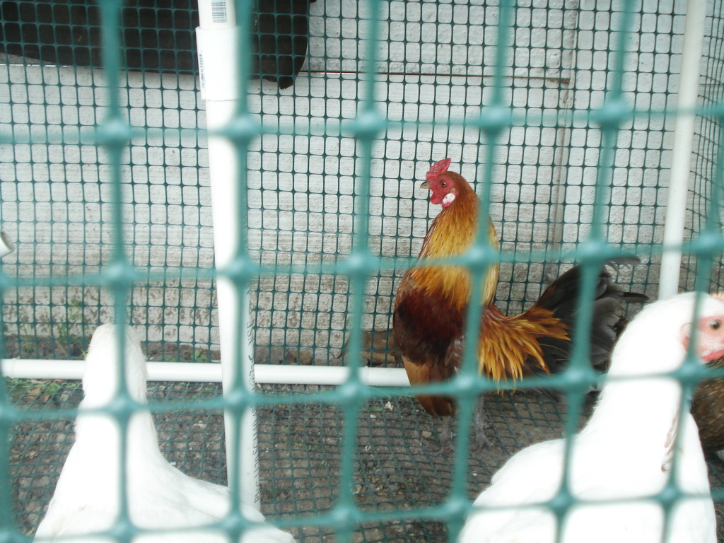 ga tre 2 | BackYard Chickens - Learn How to Raise Chickens