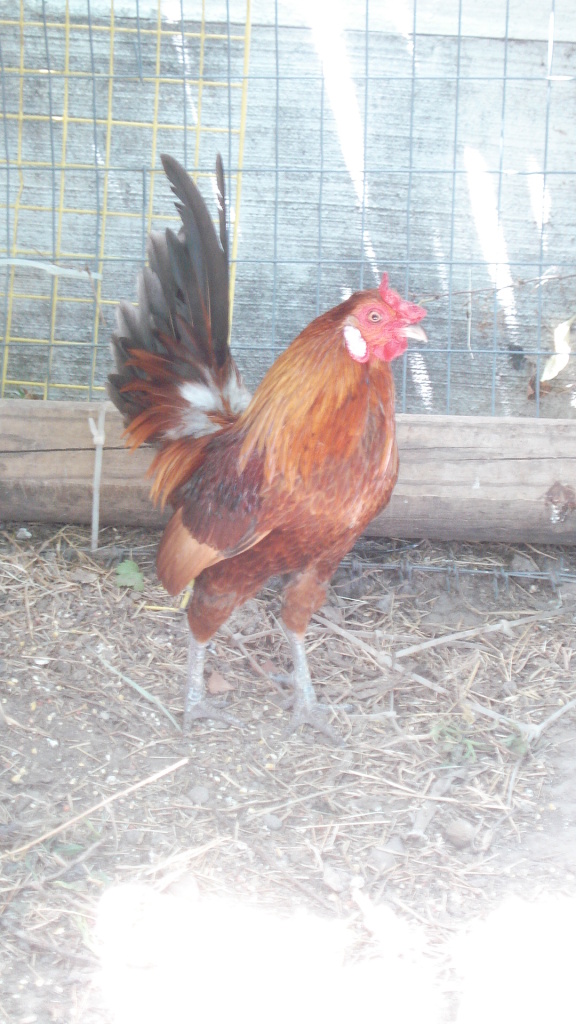 ga tre 3 | BackYard Chickens - Learn How to Raise Chickens