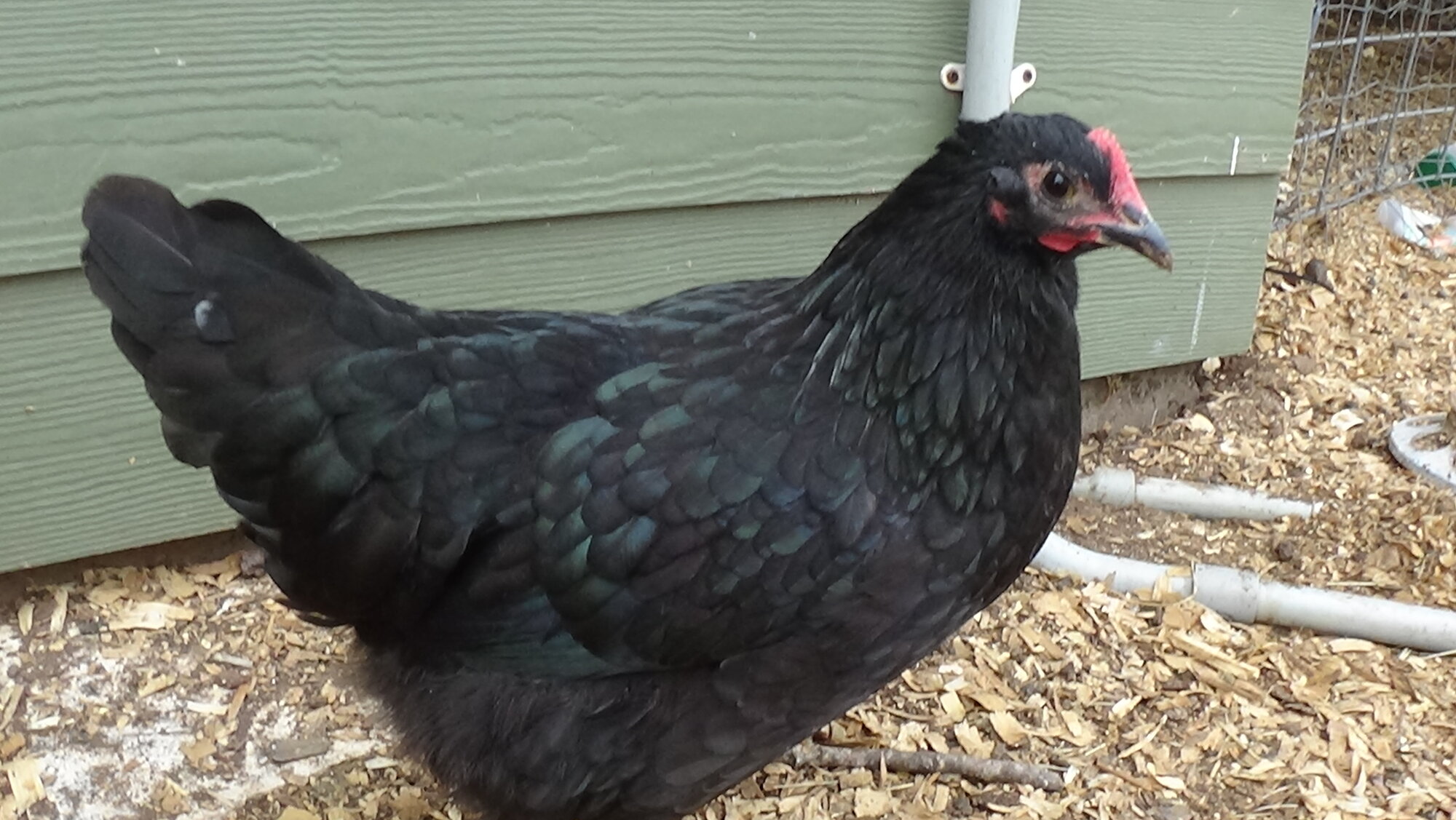 Galaxy 1.JPG | BackYard Chickens - Learn How to Raise Chickens