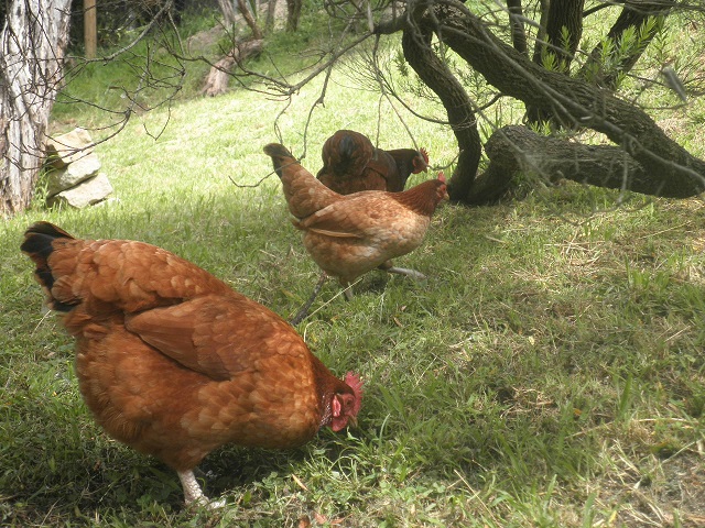 Gin Gin, Varooka and Saffron at the back | BackYard Chickens - Learn ...