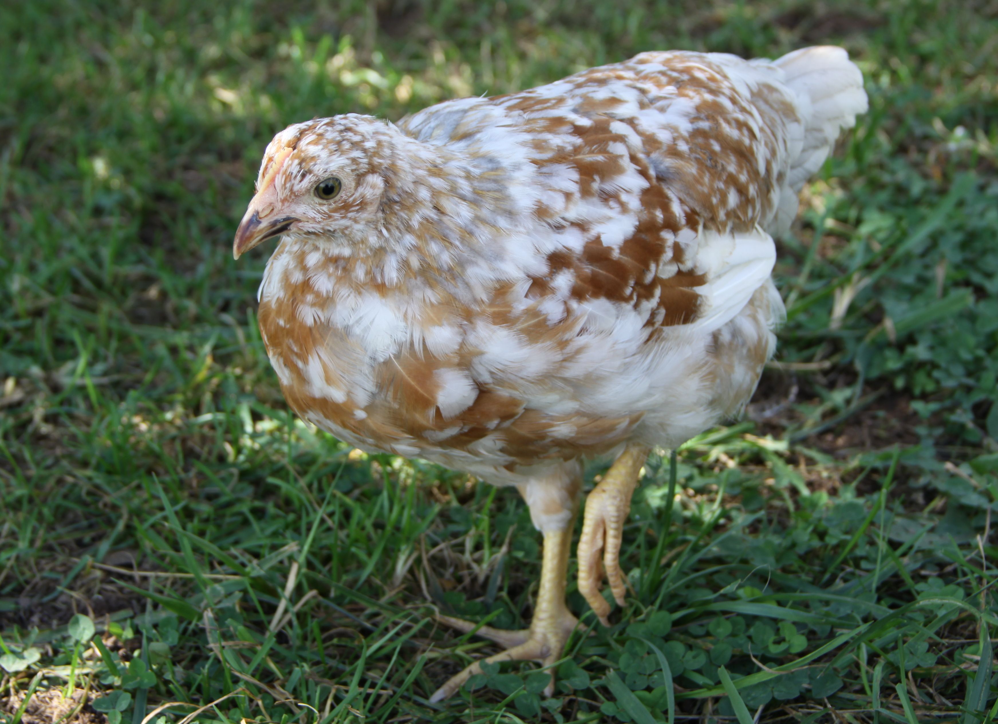 Ginger | BackYard Chickens - Learn How to Raise Chickens