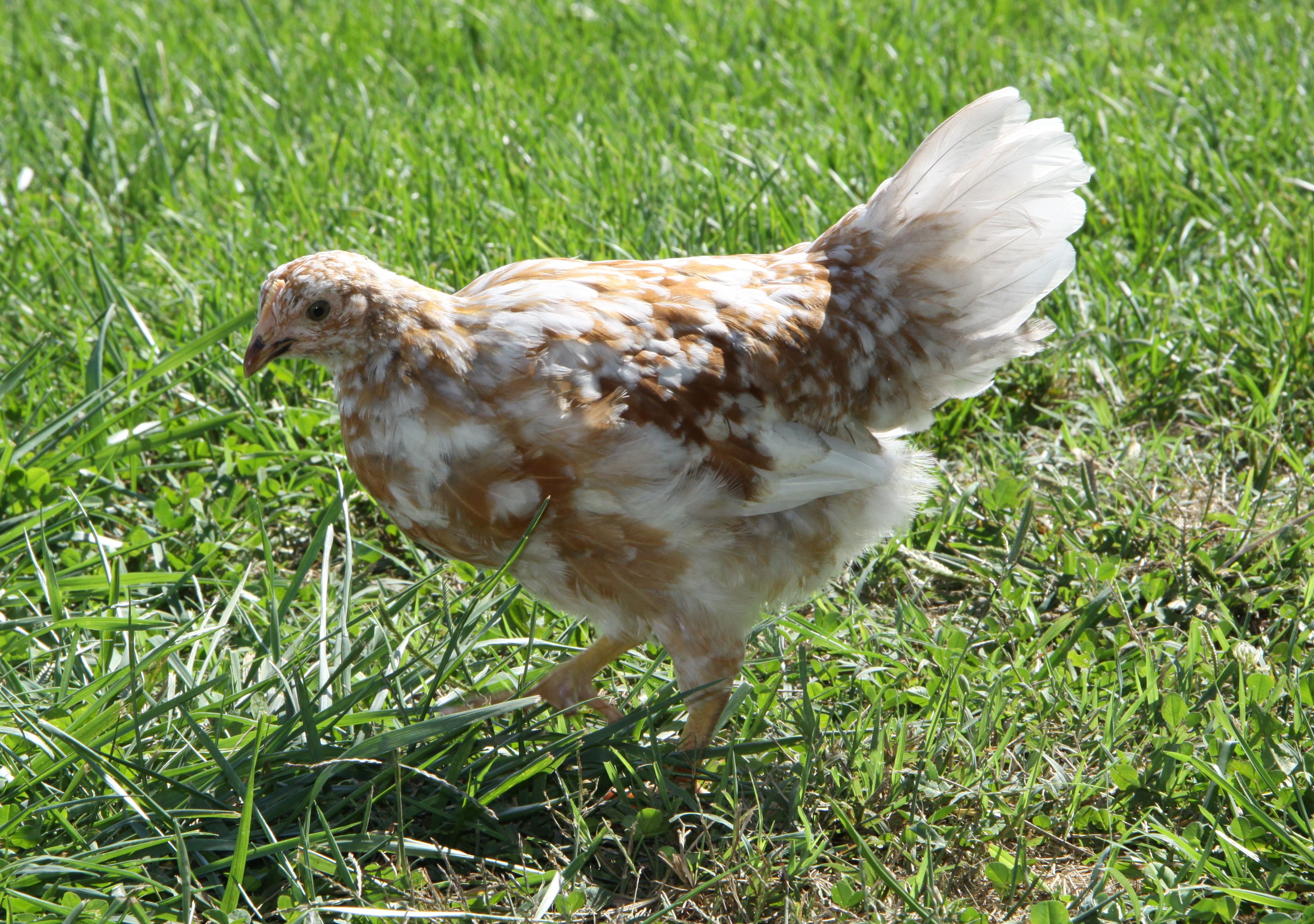 Ginger | BackYard Chickens - Learn How to Raise Chickens