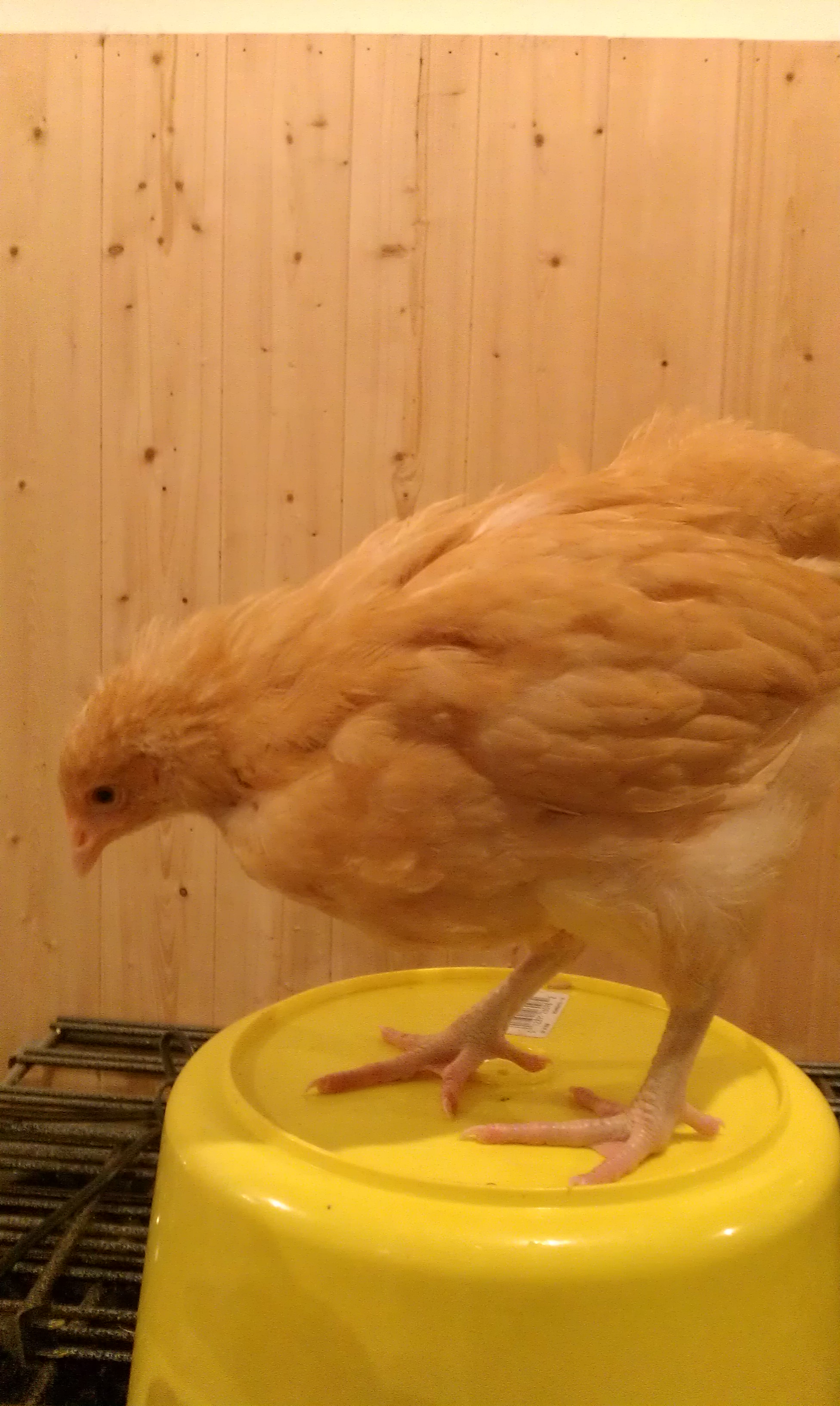 Ginger | BackYard Chickens - Learn How to Raise Chickens