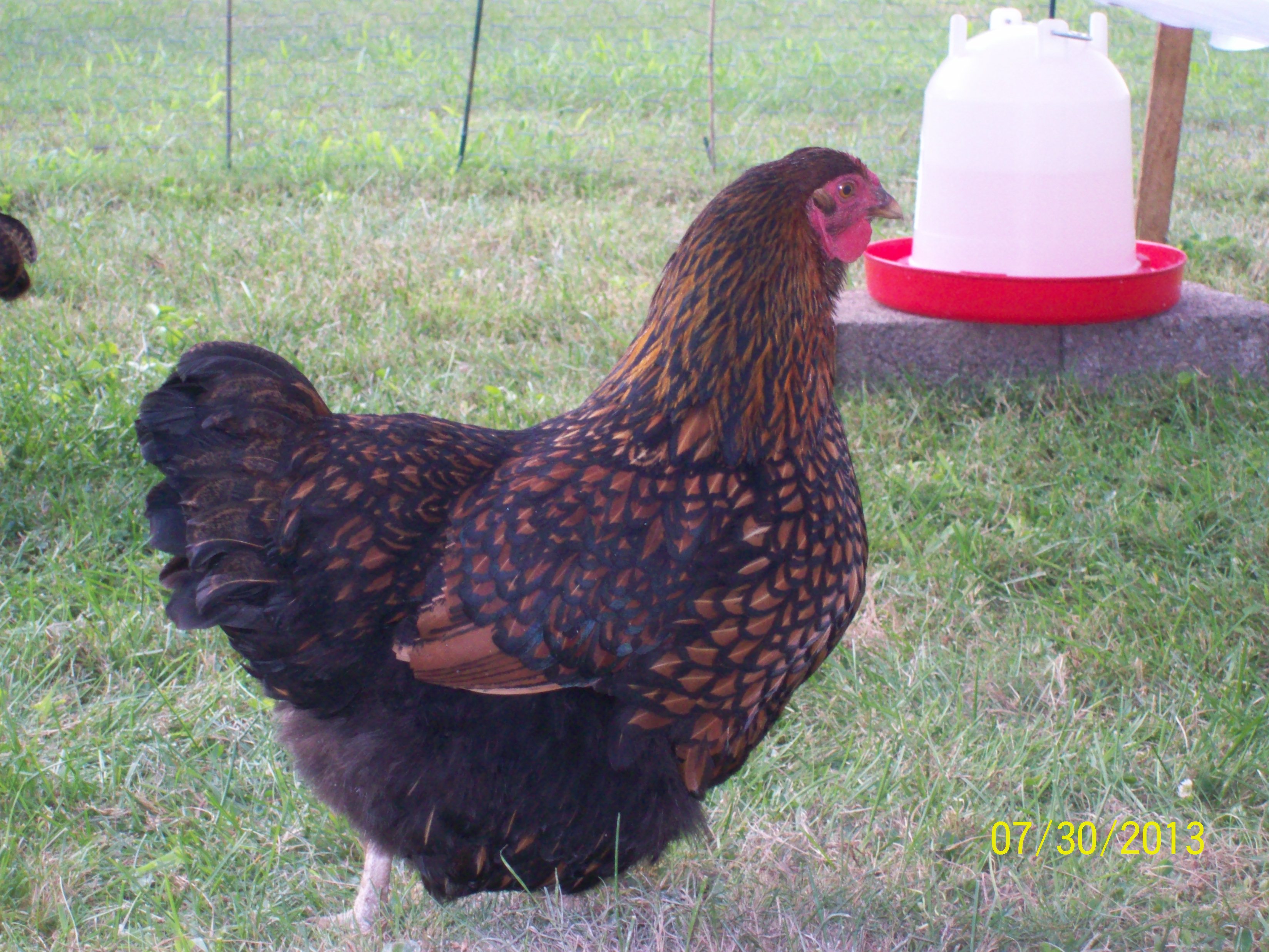 Ginger | BackYard Chickens - Learn How to Raise Chickens