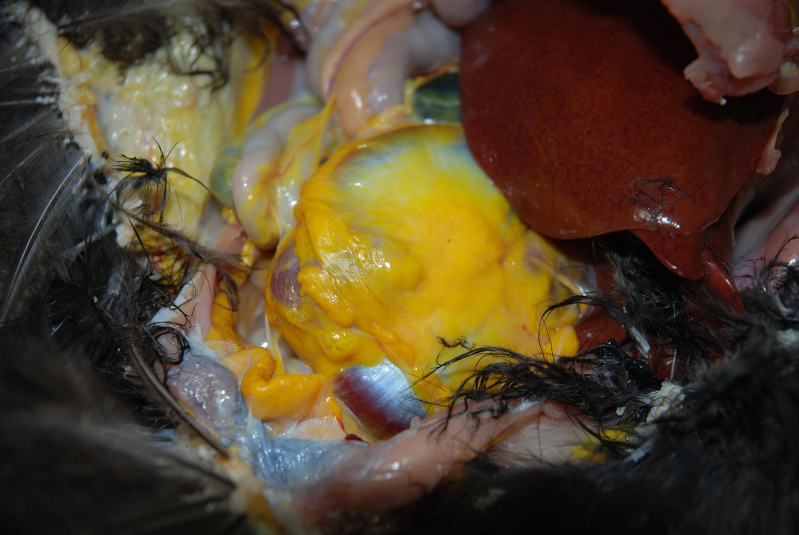 gizzard | BackYard Chickens - Learn How to Raise Chickens