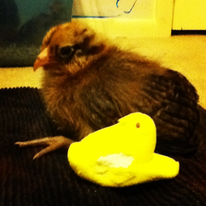 Glitzy chillin' with her peep | BackYard Chickens - Learn How to Raise ...