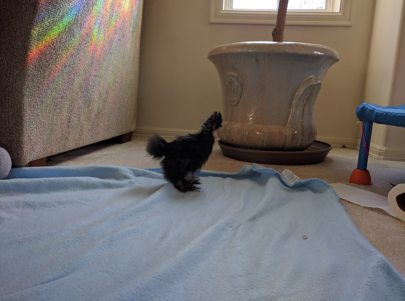 Godzilla checking out the area | BackYard Chickens - Learn How to Raise ...