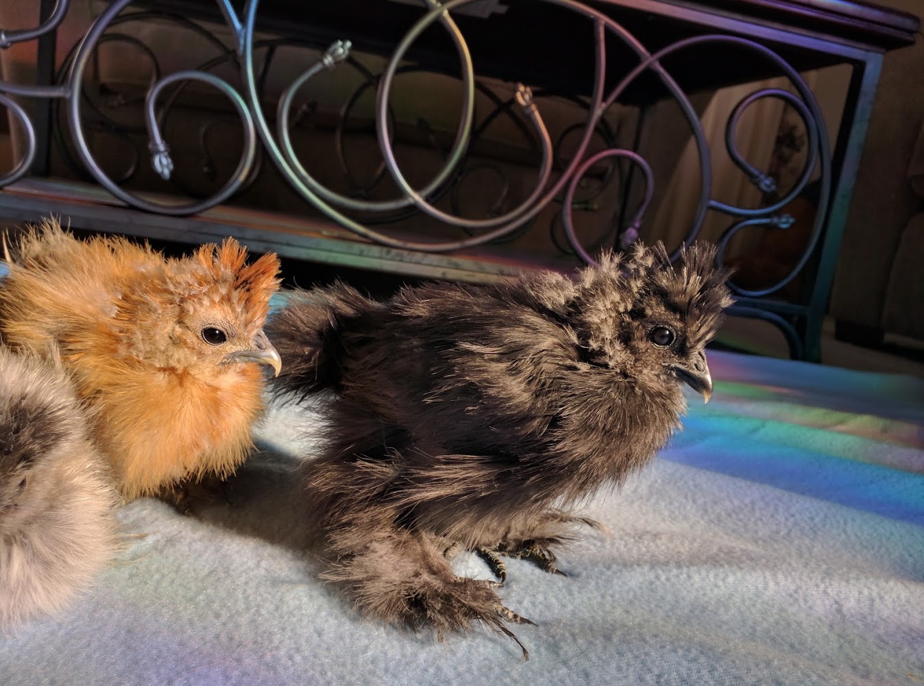 Godzilla is get big | BackYard Chickens - Learn How to Raise Chickens