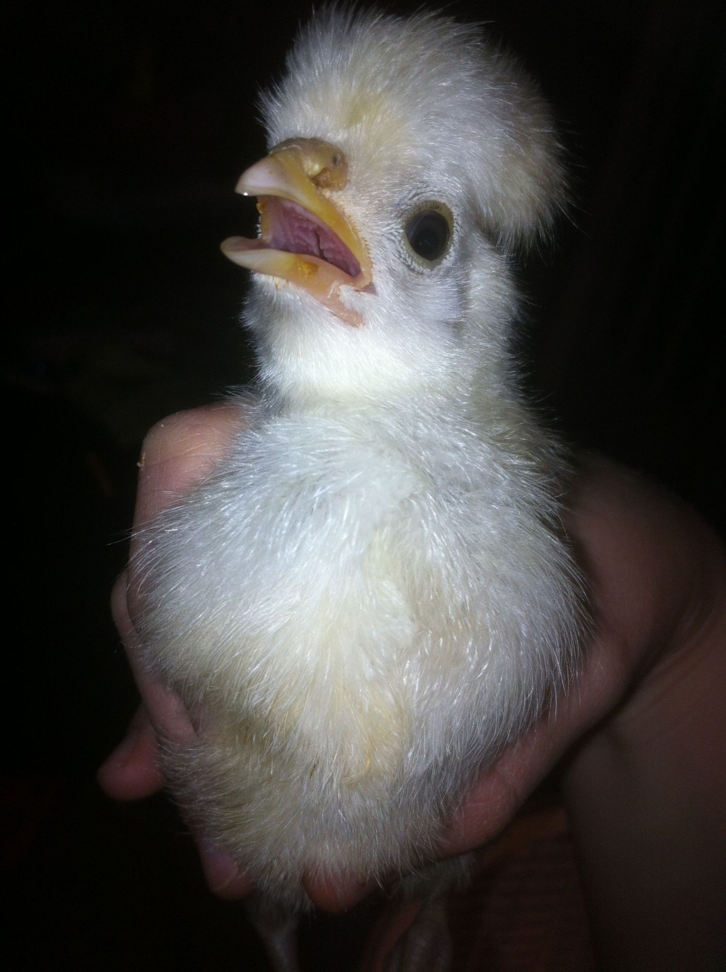 Godzilla! | BackYard Chickens - Learn How to Raise Chickens