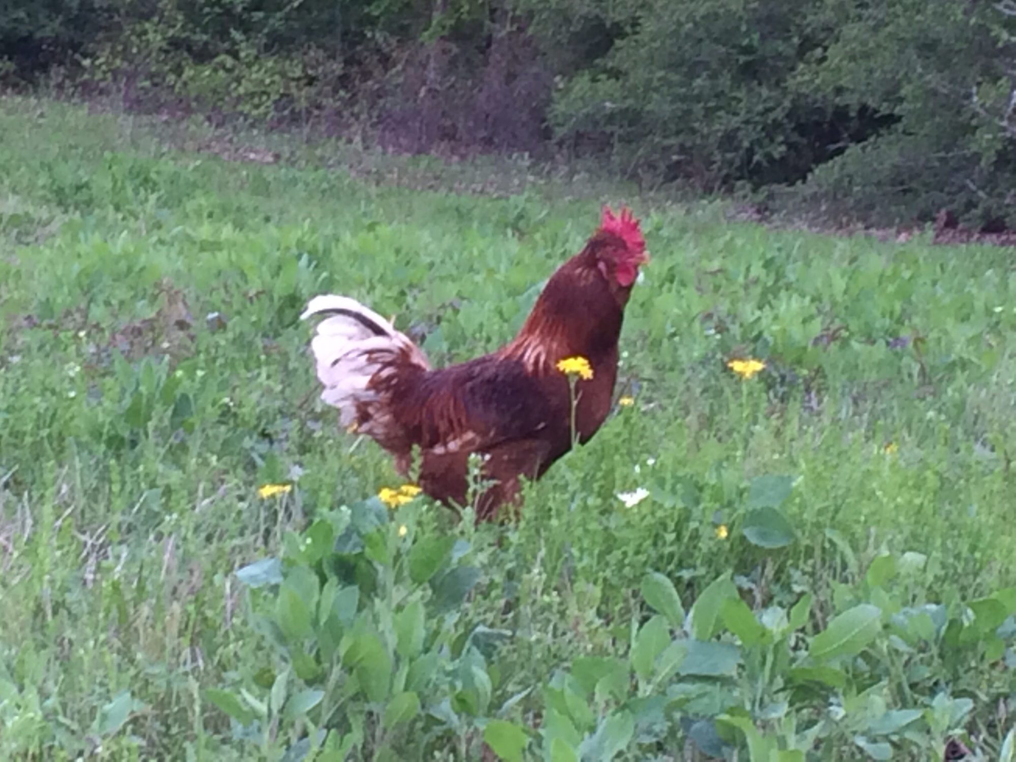Godzilla | BackYard Chickens - Learn How to Raise Chickens