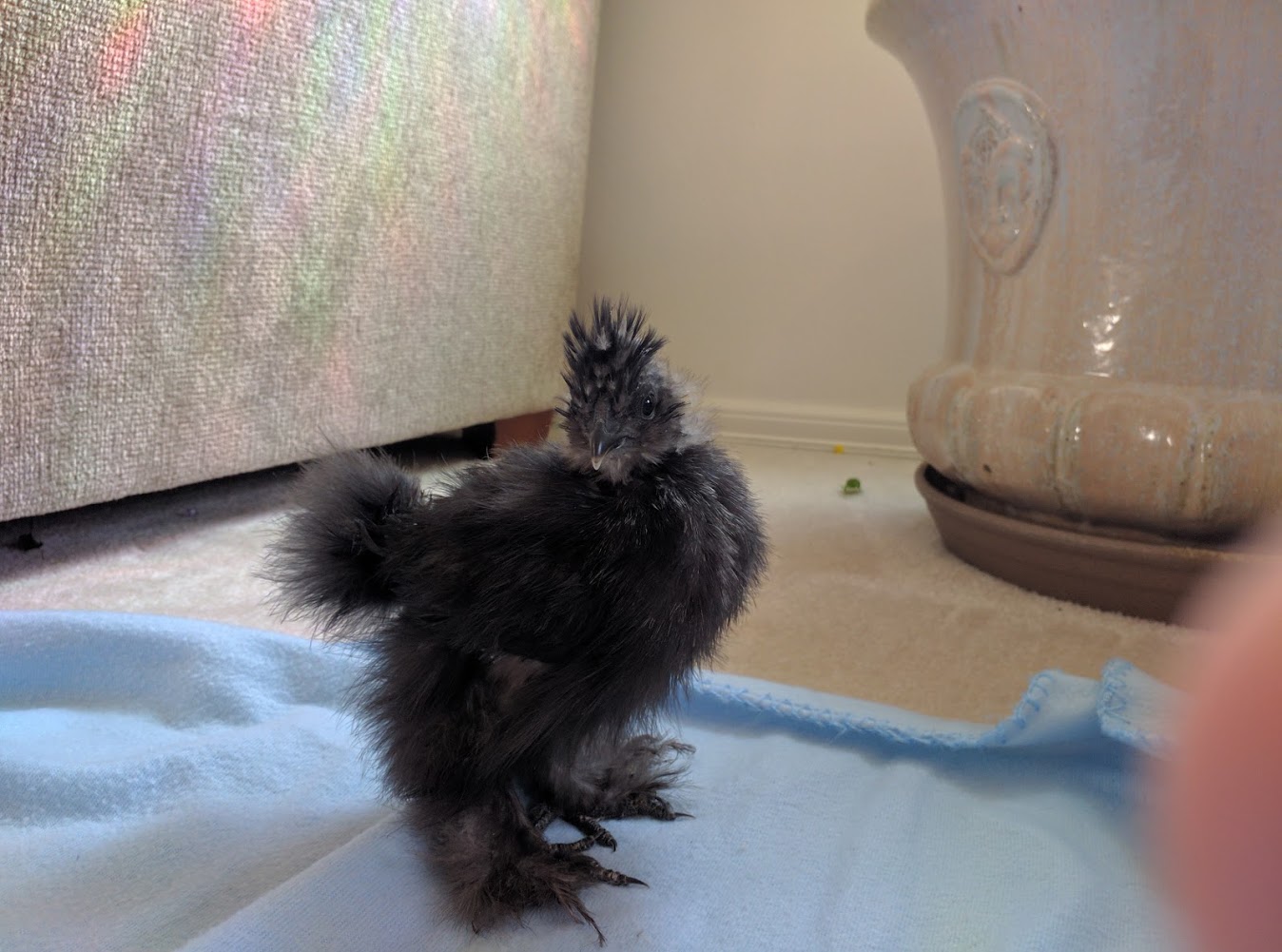 Godzilla | BackYard Chickens - Learn How to Raise Chickens