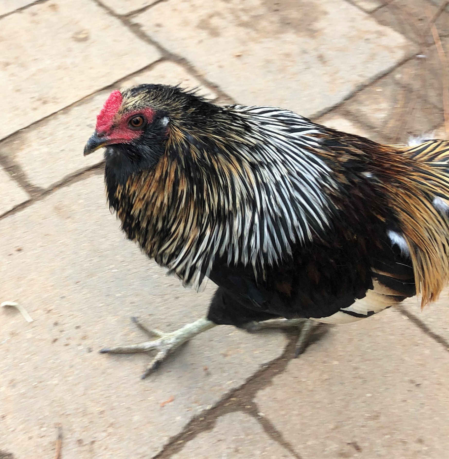 Gold Duckwing Ponape | BackYard Chickens - Learn How to Raise Chickens