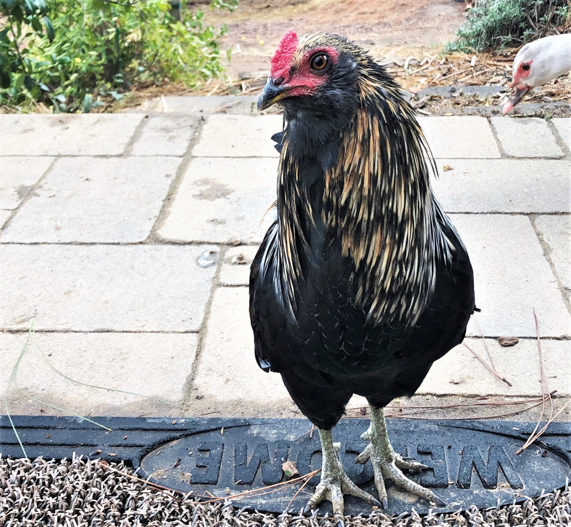 Gold Duckwing Ponape | BackYard Chickens - Learn How to Raise Chickens