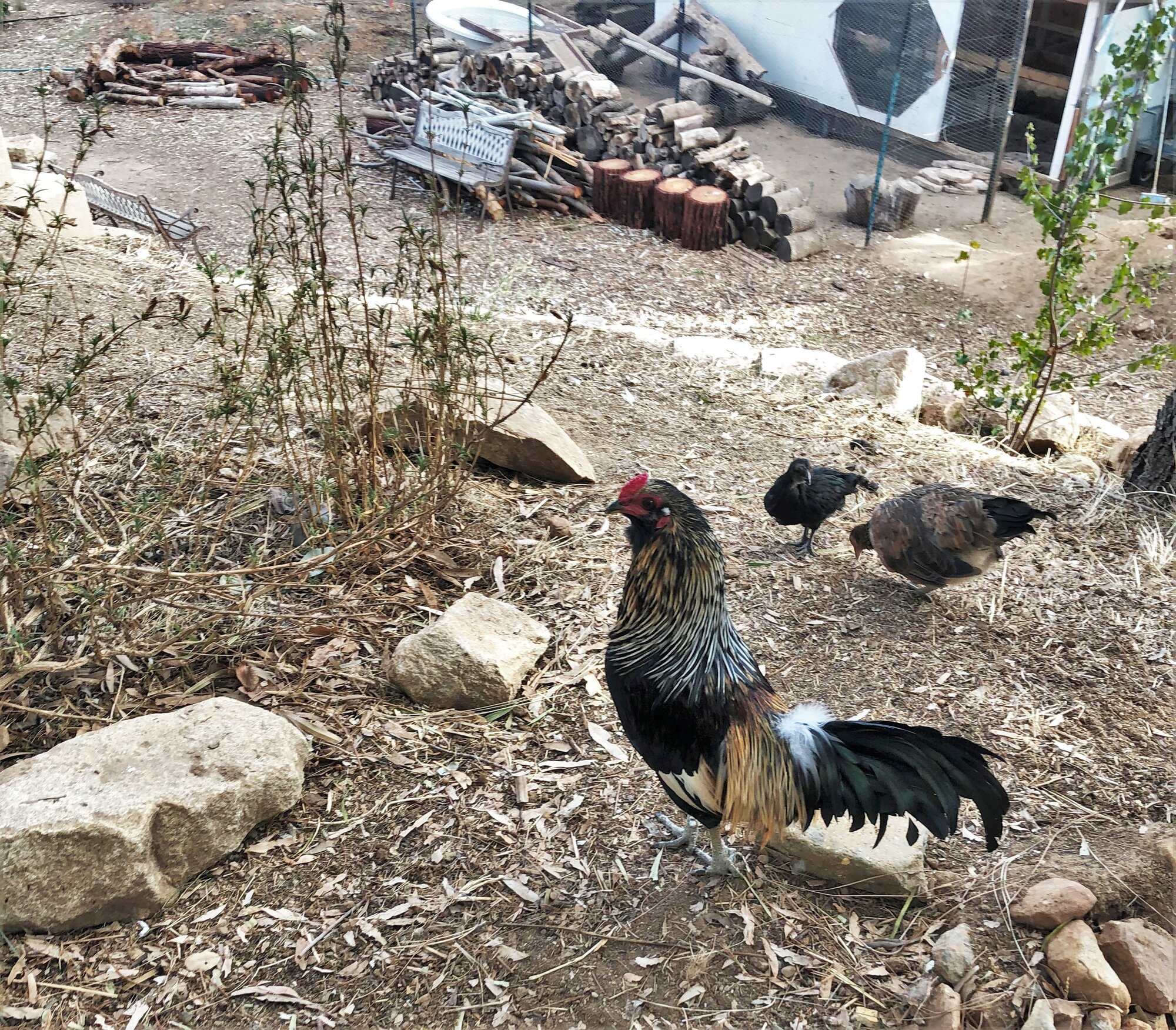 Gold Duckwing Ponape | BackYard Chickens - Learn How to Raise Chickens