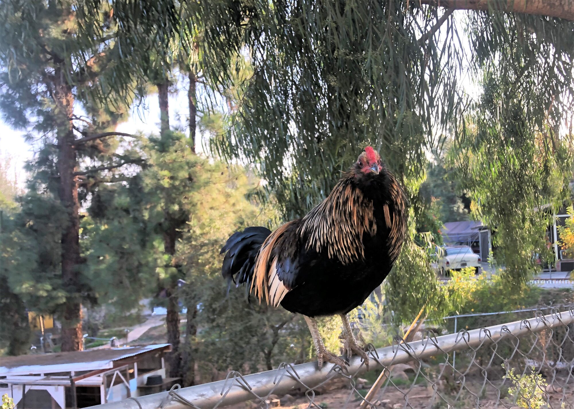 Gold Duckwing Ponape | BackYard Chickens - Learn How to Raise Chickens