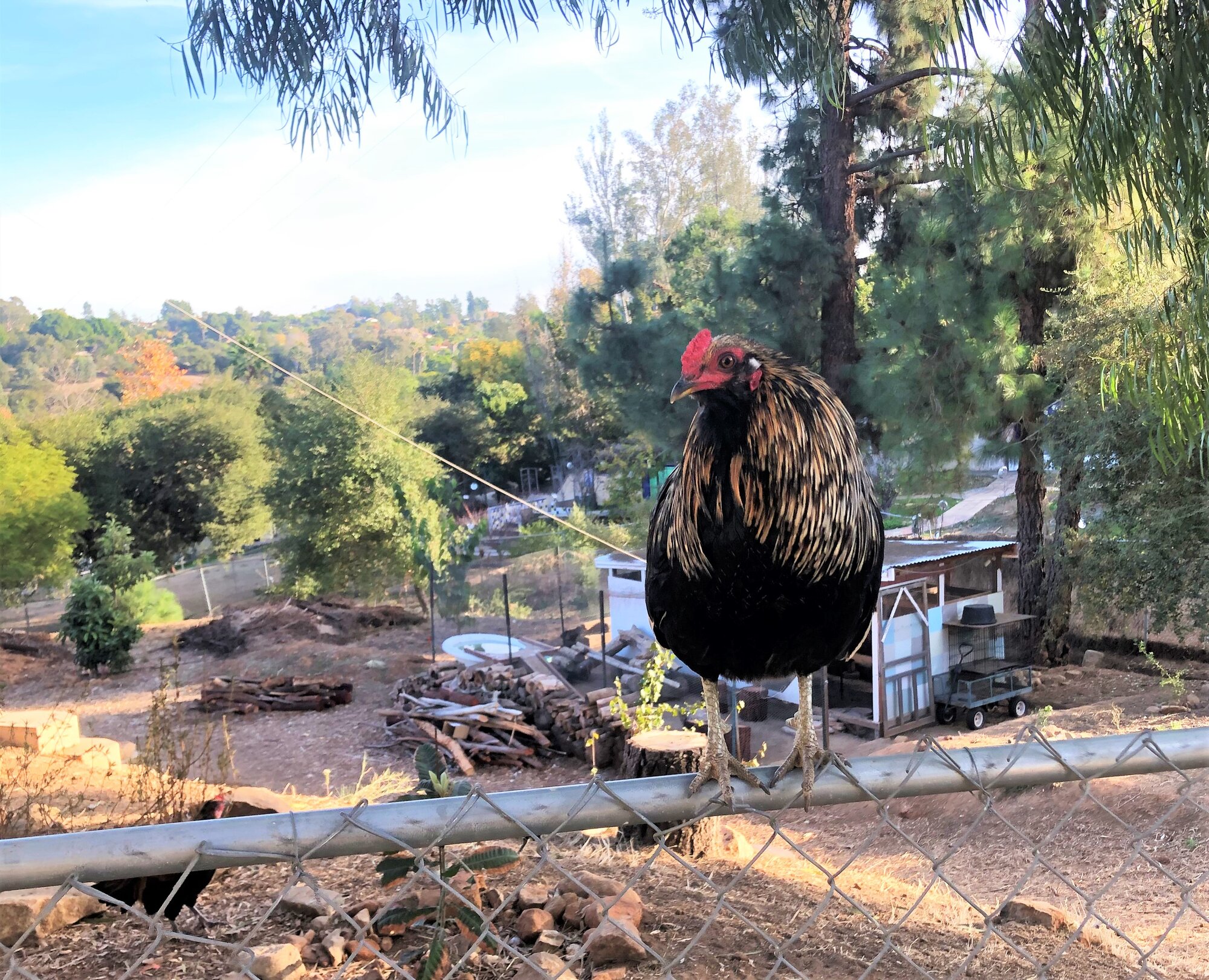 Gold Duckwing Ponape | BackYard Chickens - Learn How to Raise Chickens