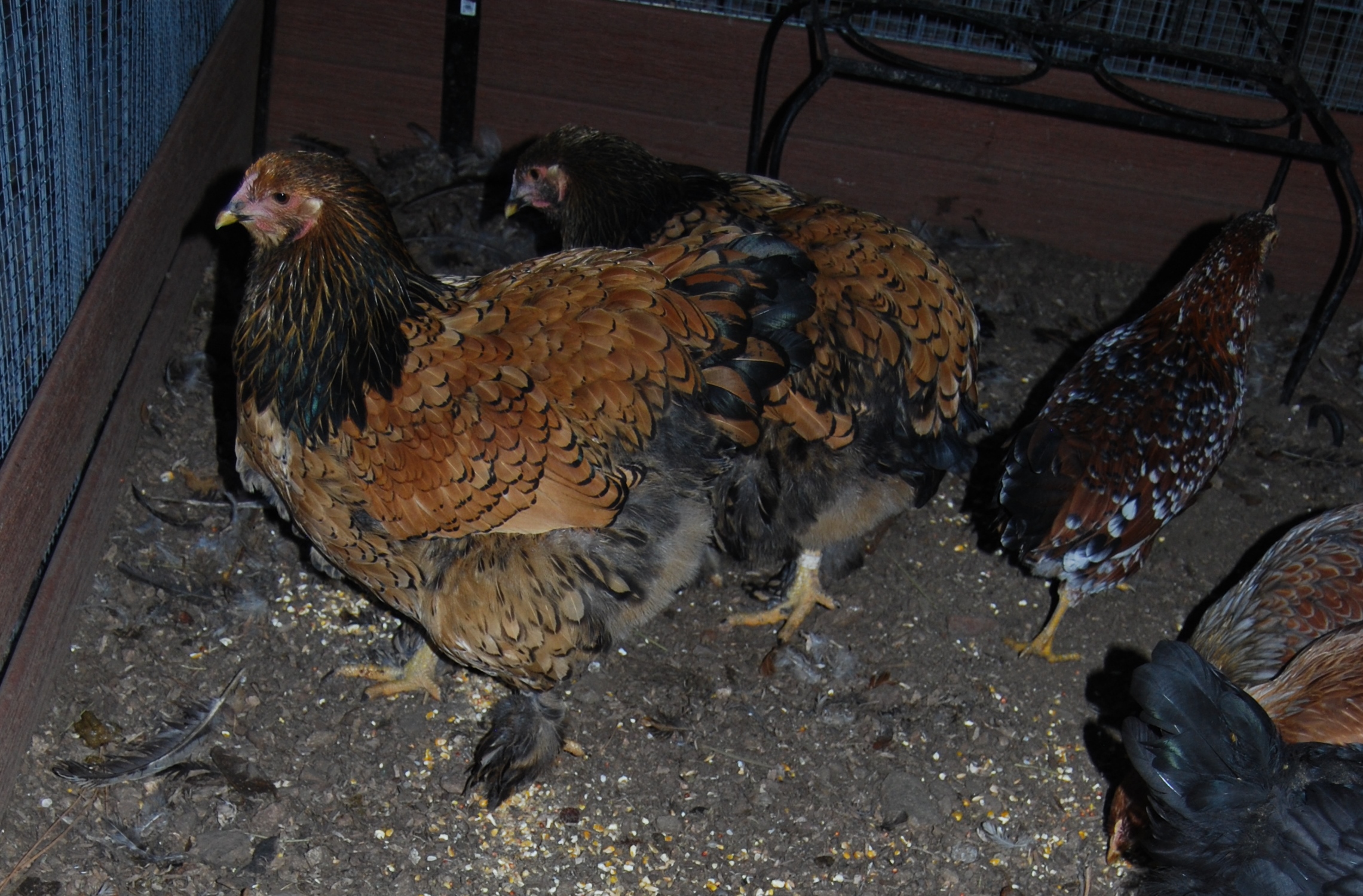 Gold Laced Brahmas | BackYard Chickens - Learn How to Raise Chickens