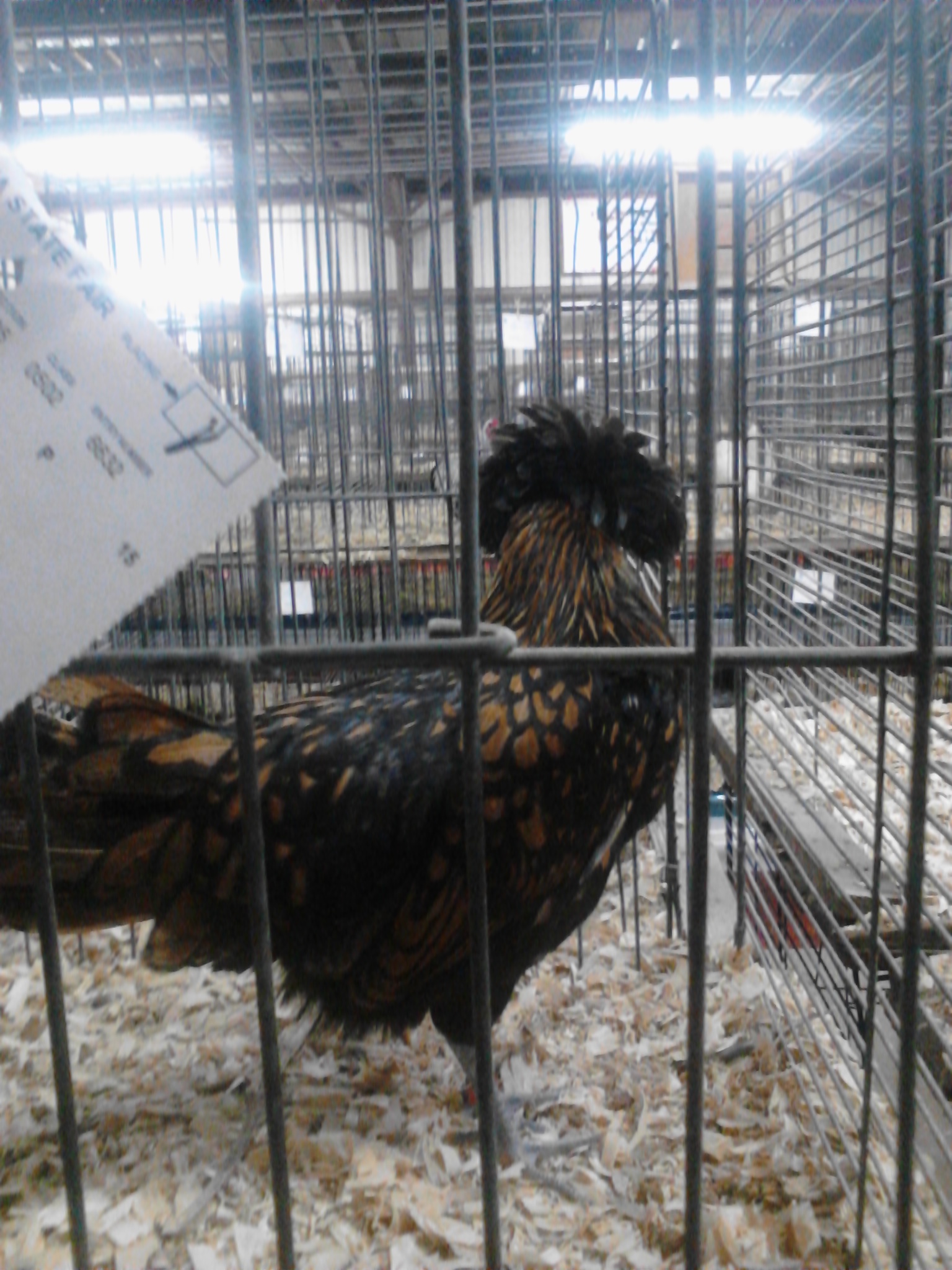 Gold polish pulltet | BackYard Chickens - Learn How to Raise Chickens