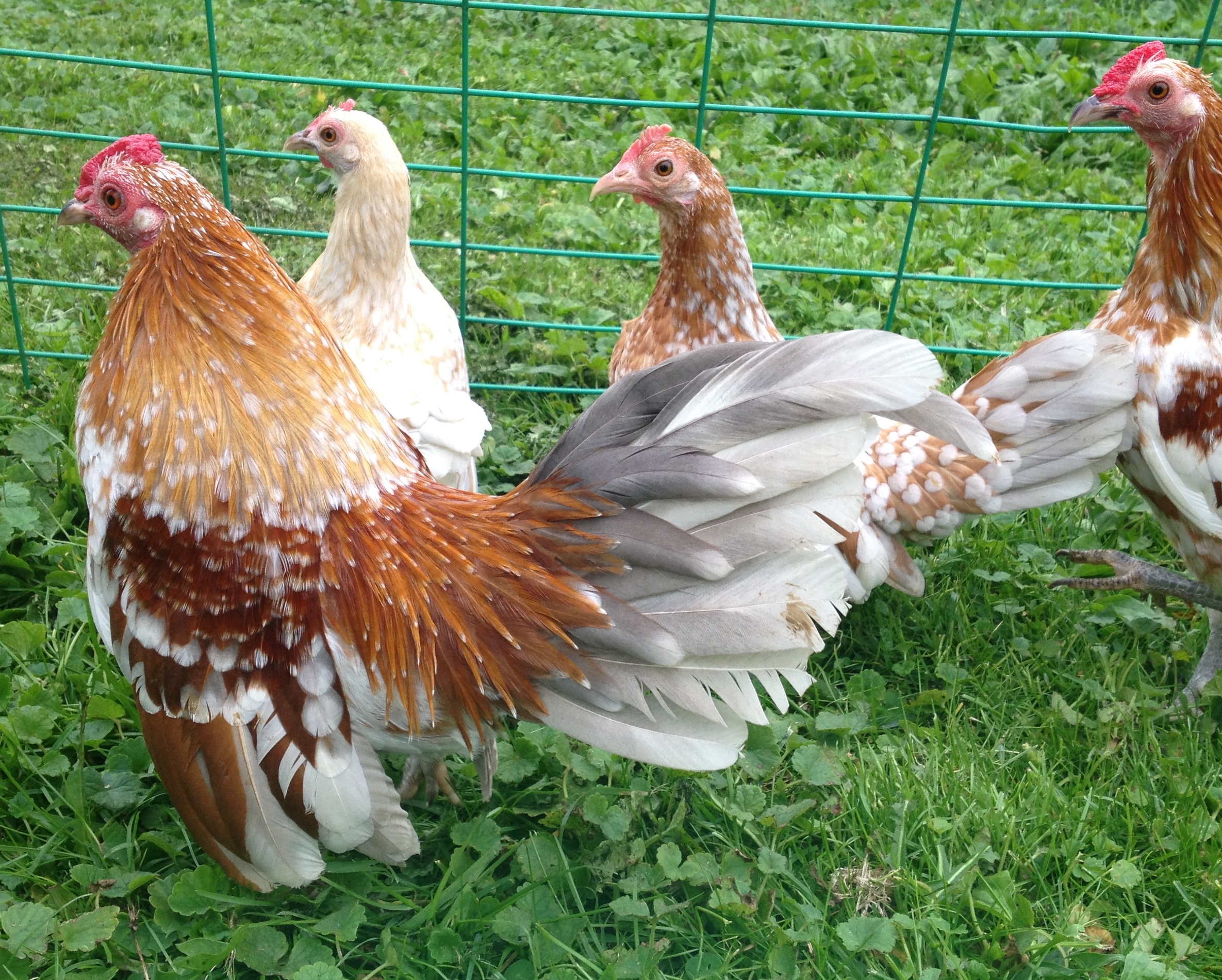 Golden Neck OEGB | BackYard Chickens - Learn How to Raise Chickens