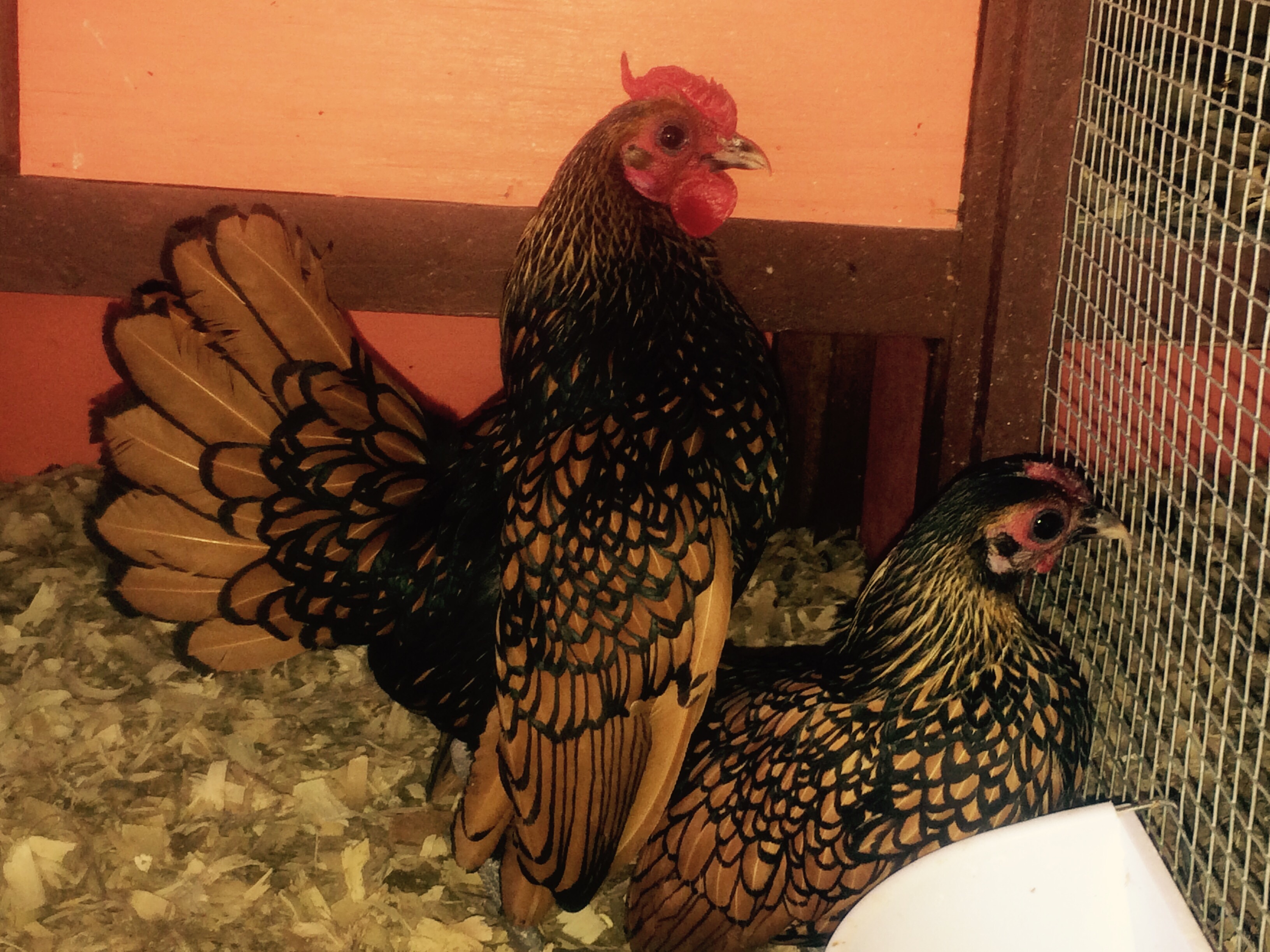 Golden Sebright pair | BackYard Chickens - Learn How to Raise Chickens