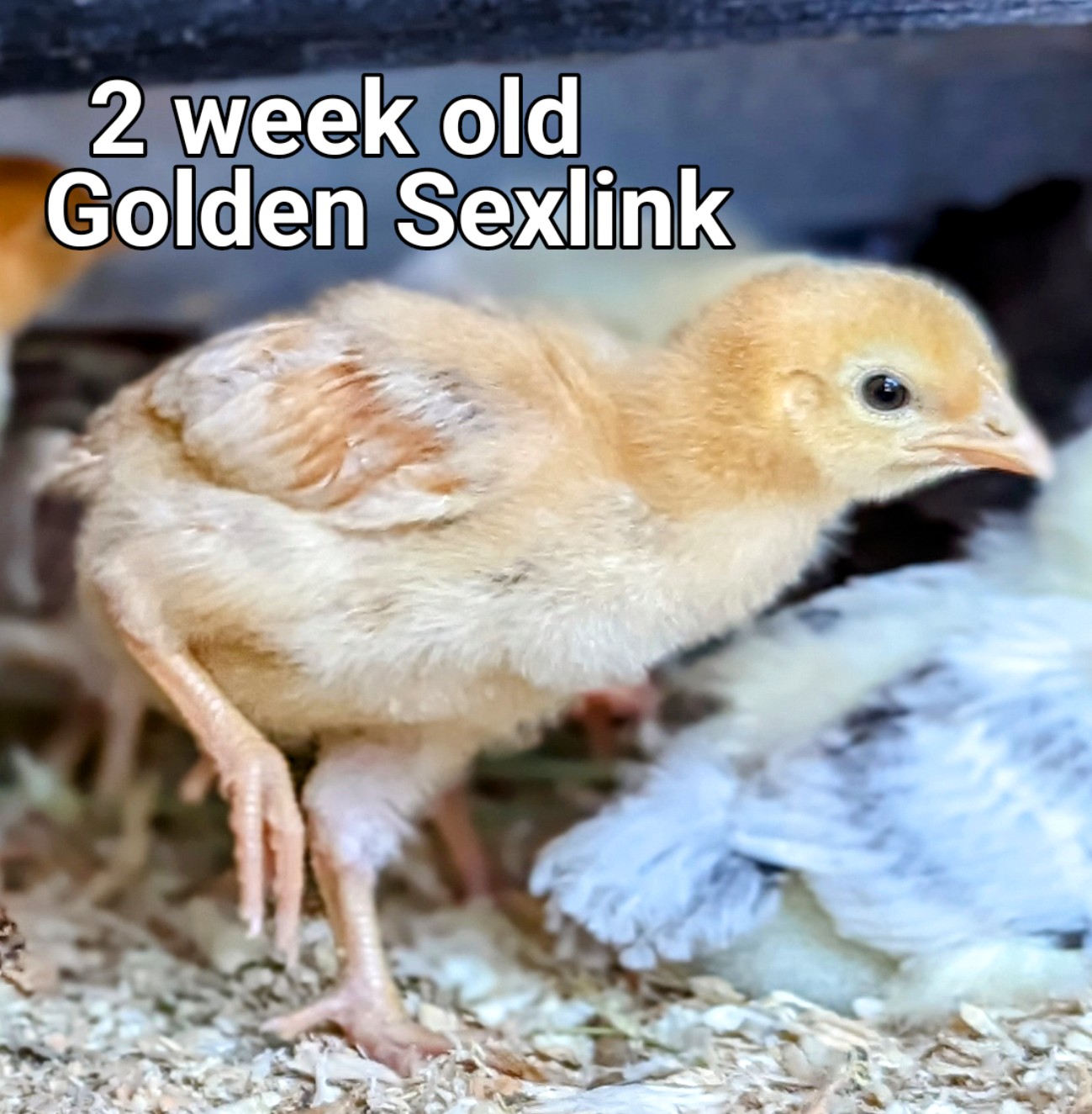 Goldensexlink Backyard Chickens Learn How To Raise Chickens