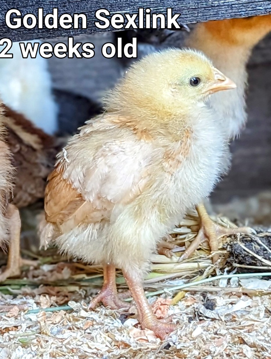 GoldenSexlink3.jpg | BackYard Chickens - Learn How to Raise Chickens