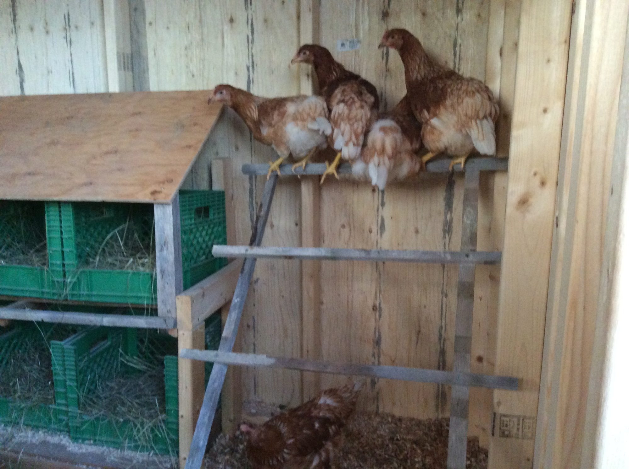 Guess we don't need the other three roost levels | BackYard Chickens ...