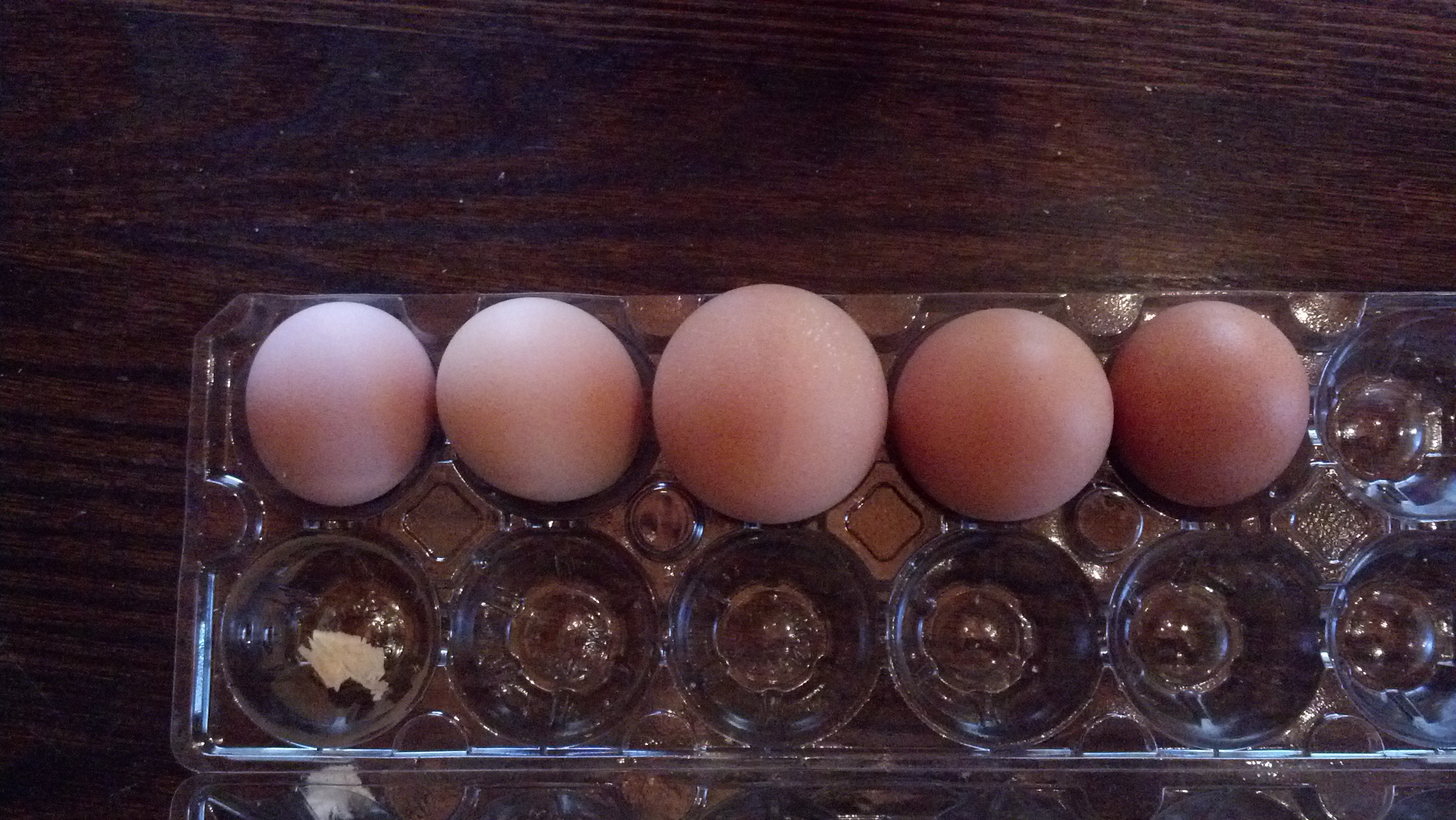 Guess which one | BackYard Chickens - Learn How to Raise Chickens