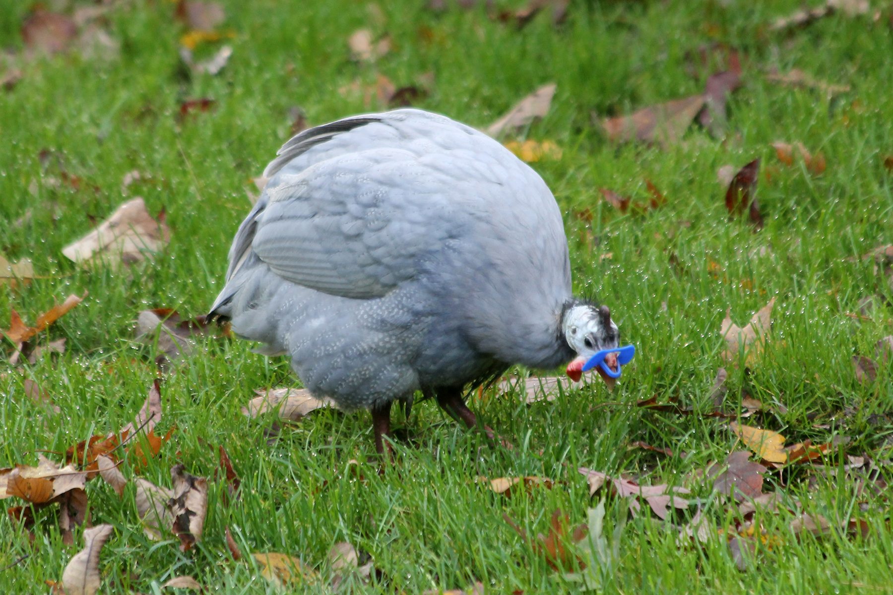 Gunner | BackYard Chickens - Learn How to Raise Chickens