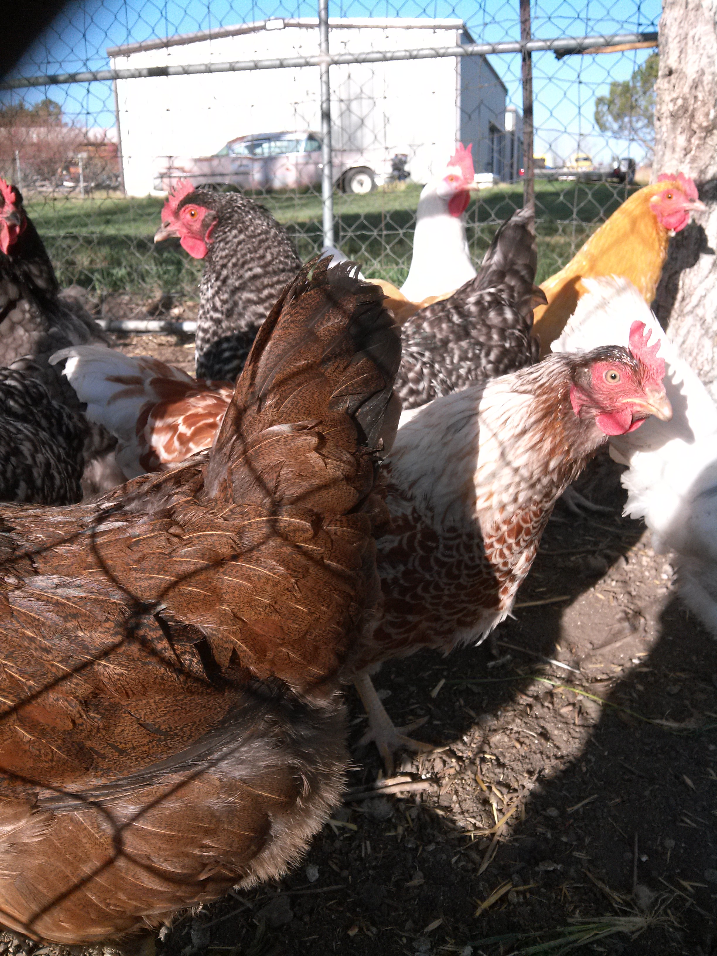 Half of my flock. | BackYard Chickens - Learn How to Raise Chickens