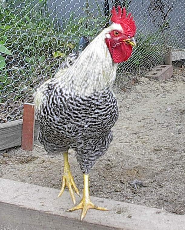 Happy Feet | BackYard Chickens - Learn How to Raise Chickens