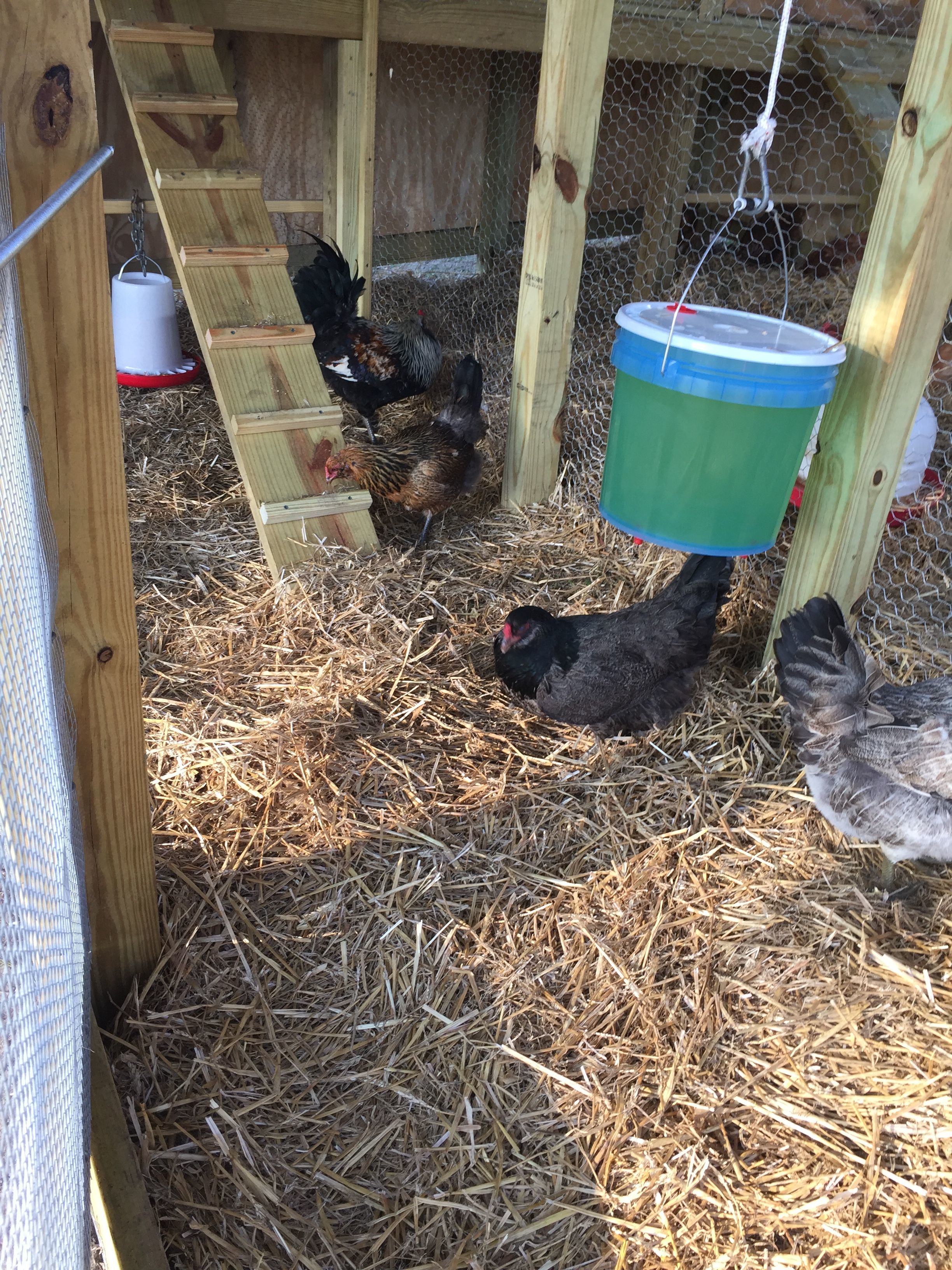 happy hens | BackYard Chickens - Learn How to Raise Chickens