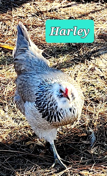 Harley | BackYard Chickens - Learn How to Raise Chickens