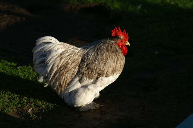 Harry the Rooster | BackYard Chickens - Learn How to Raise Chickens