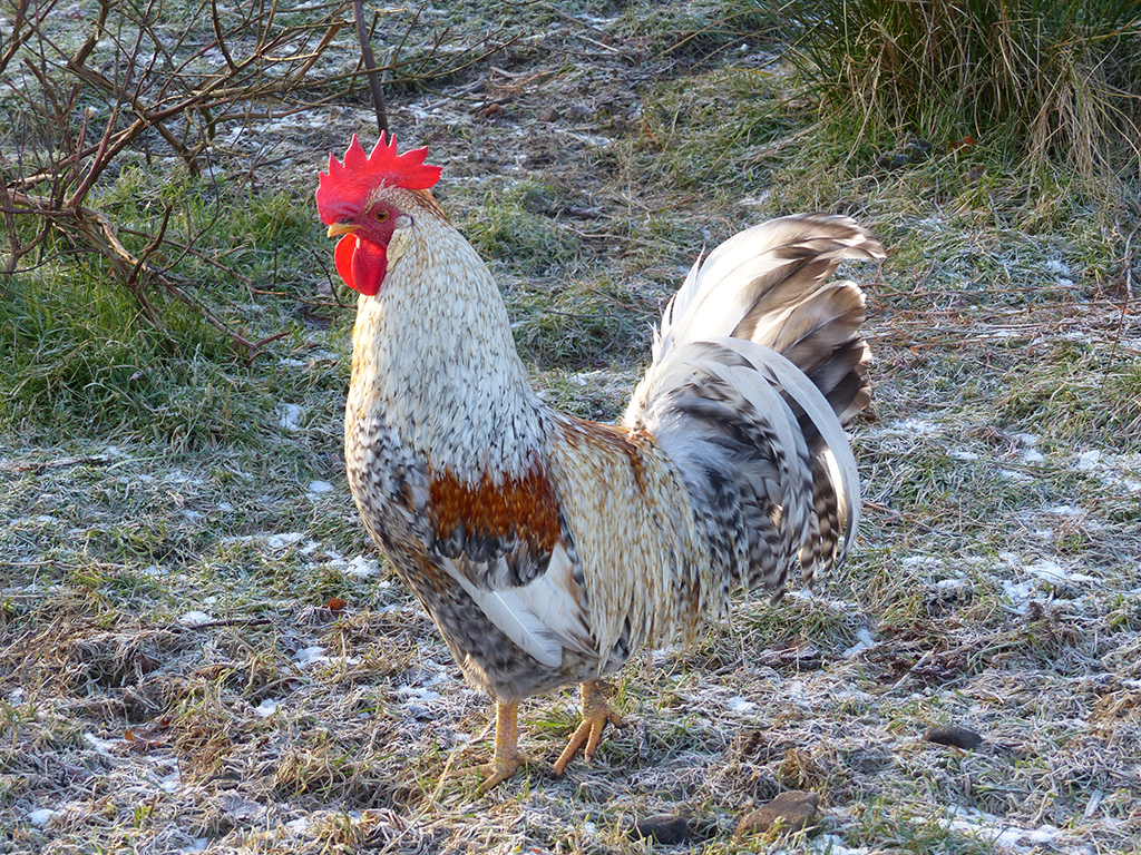 HarveyDec2023_small.jpg | BackYard Chickens - Learn How to Raise Chickens