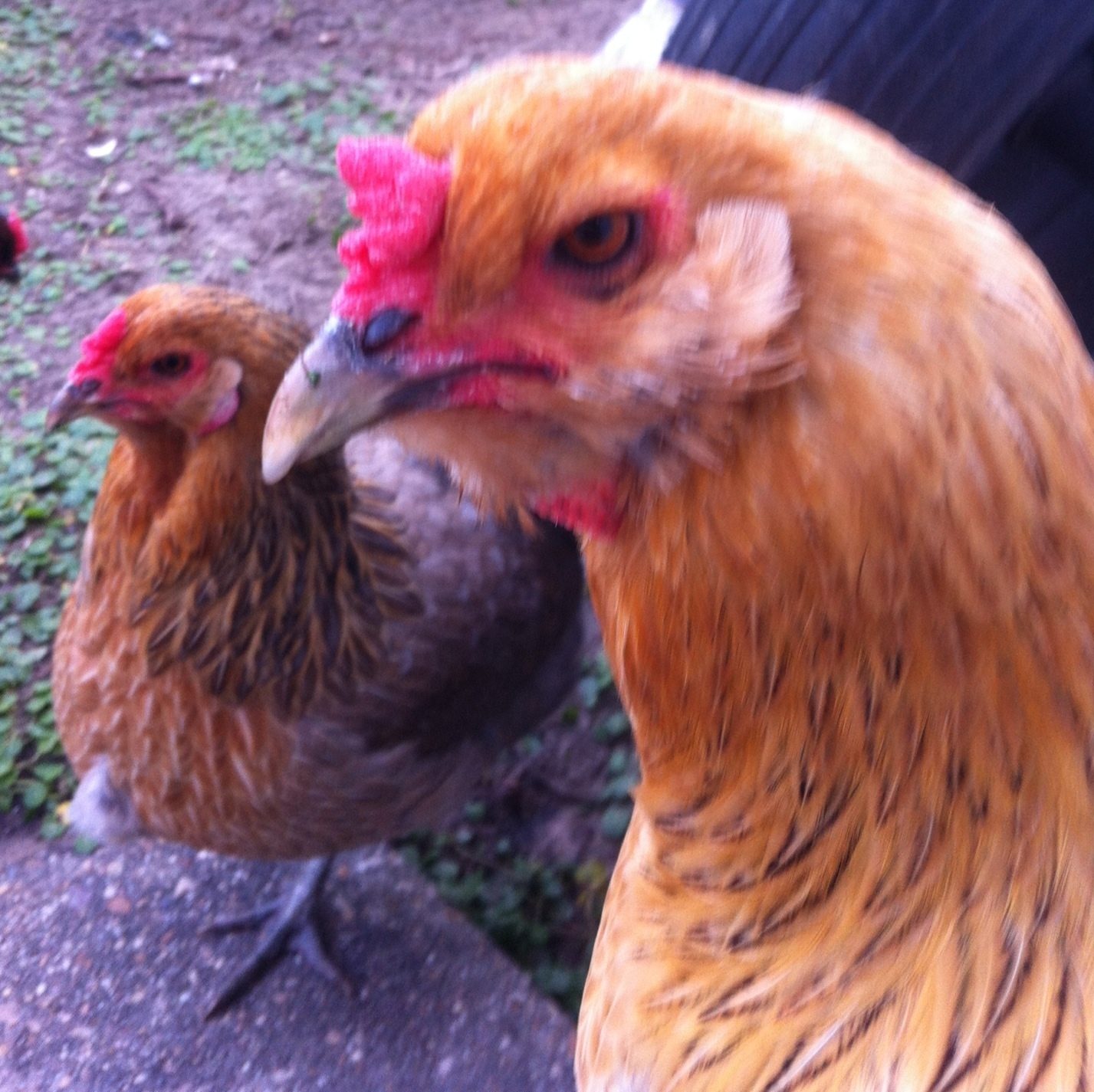 Hawk & Cleopatra | BackYard Chickens - Learn How to Raise Chickens