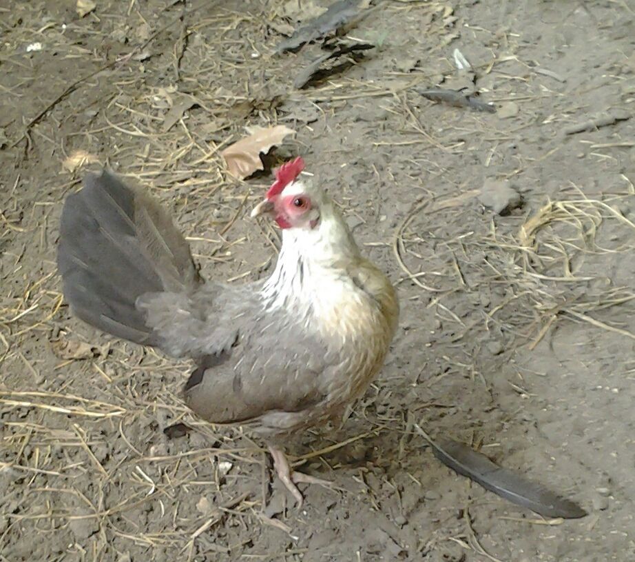 Heidi Plume, Silver Duckwing Model | BackYard Chickens - Learn How to ...